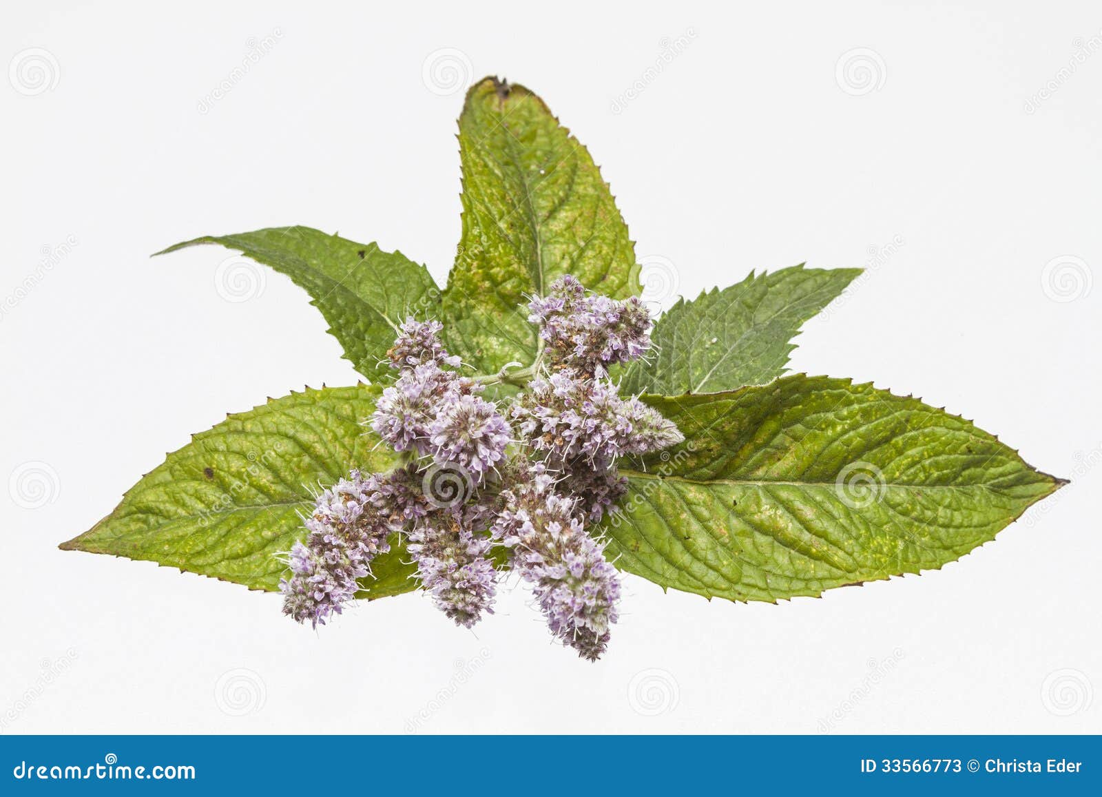 Rama Floreciente De La Hierbabuena Imagen de archivo - Imagen de ...