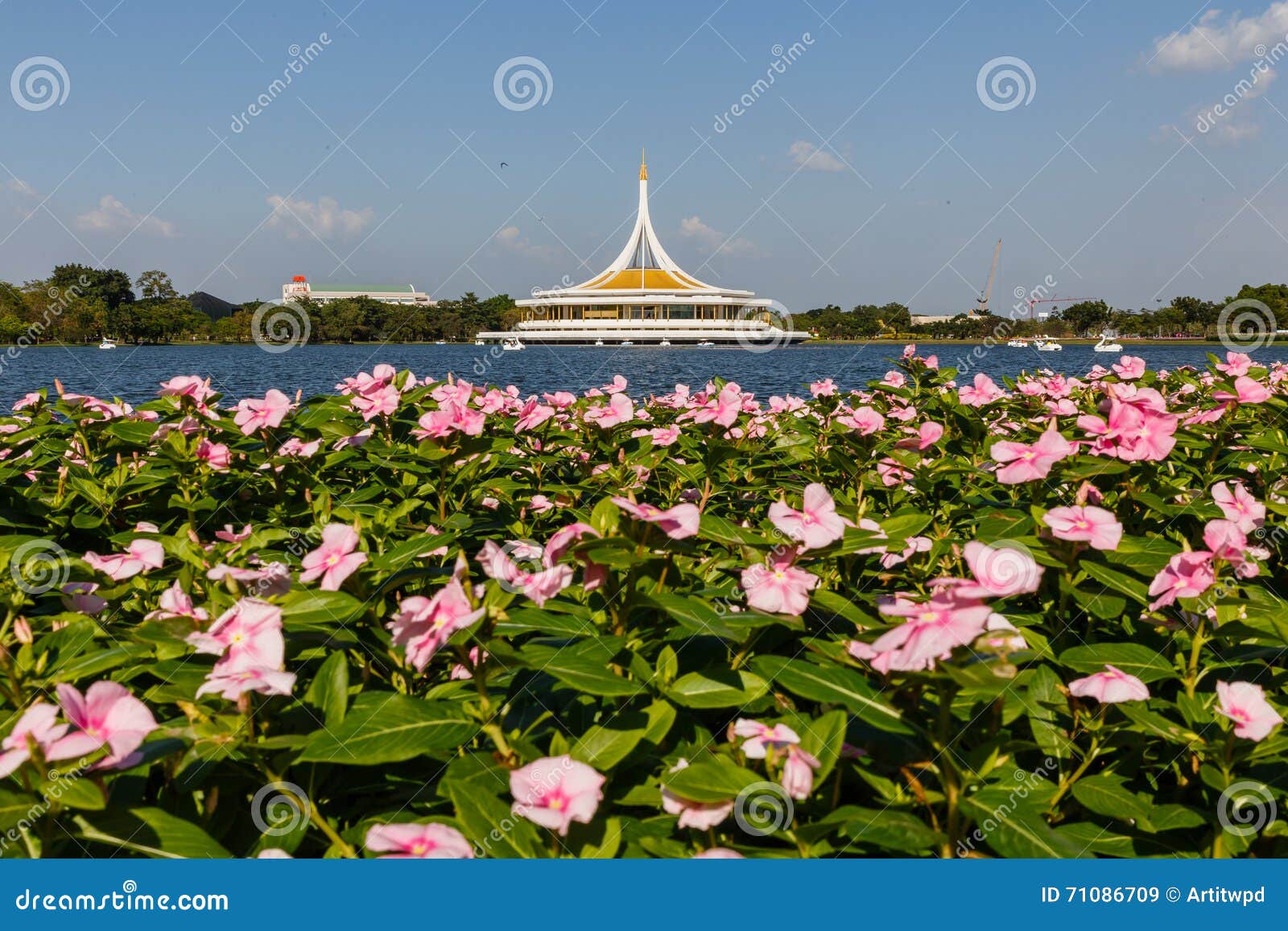 Rama IX Park with Pink Flowers in the Front Stock Image - Image of rama ...