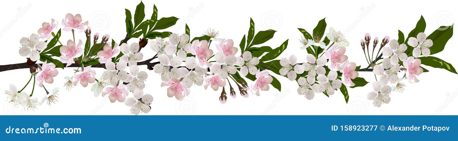 Rama Larga Aislada De Primavera Con Flores Rosas Ilustración del Vector ...