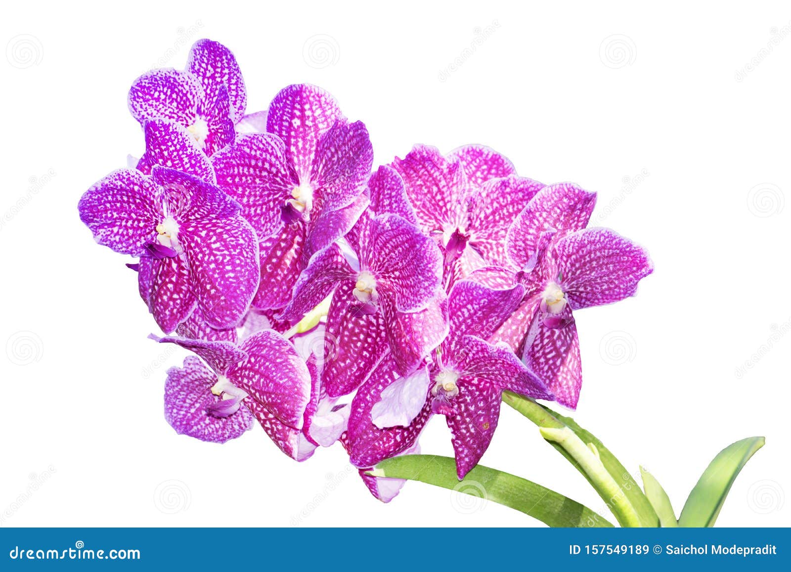 Rama Orquesa Rosa Aislada En Fondo Blanco Imagen de archivo - Imagen de ...