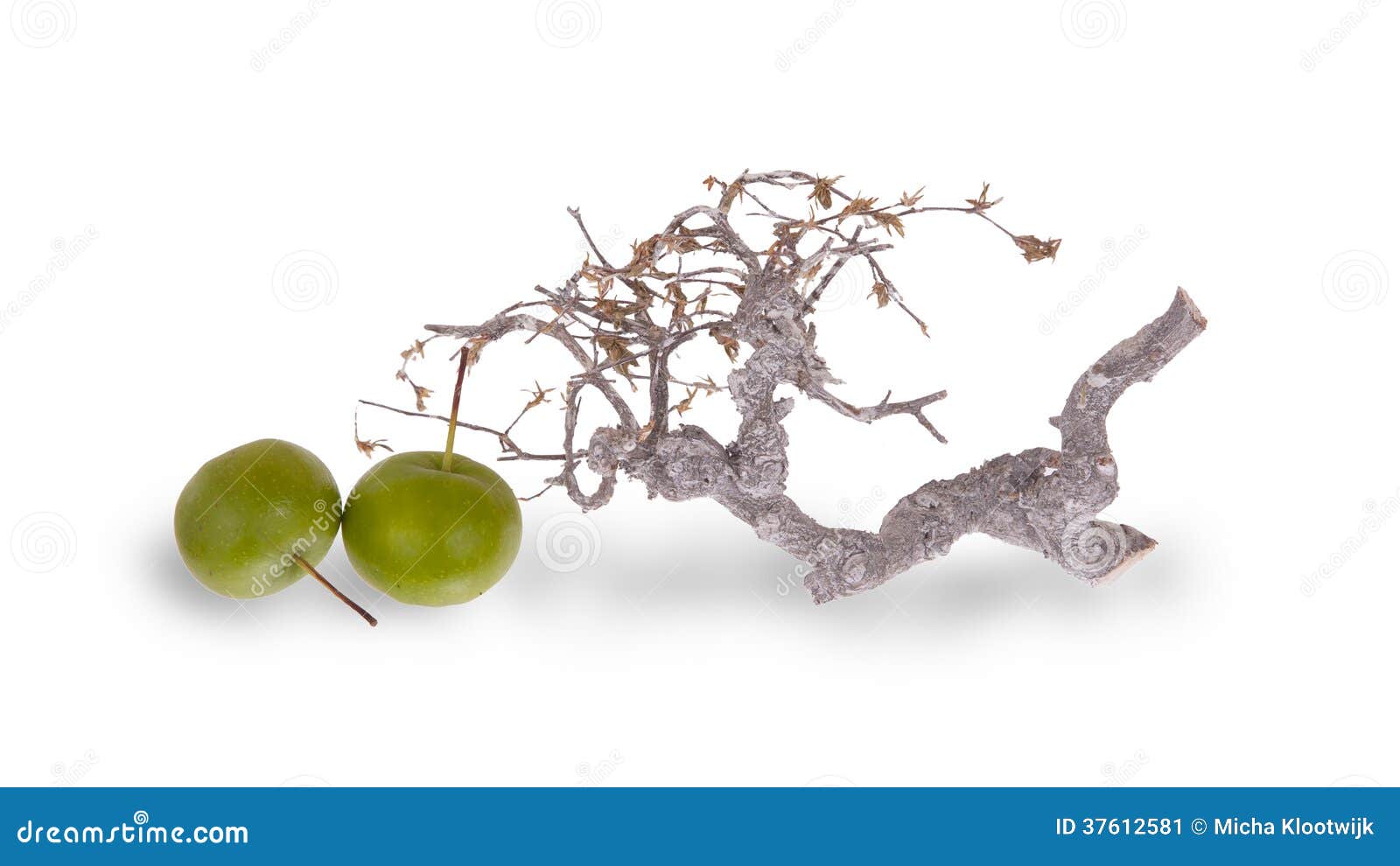 Rama seca imagen de archivo. Imagen de cubo, primer, cierre - 37612581