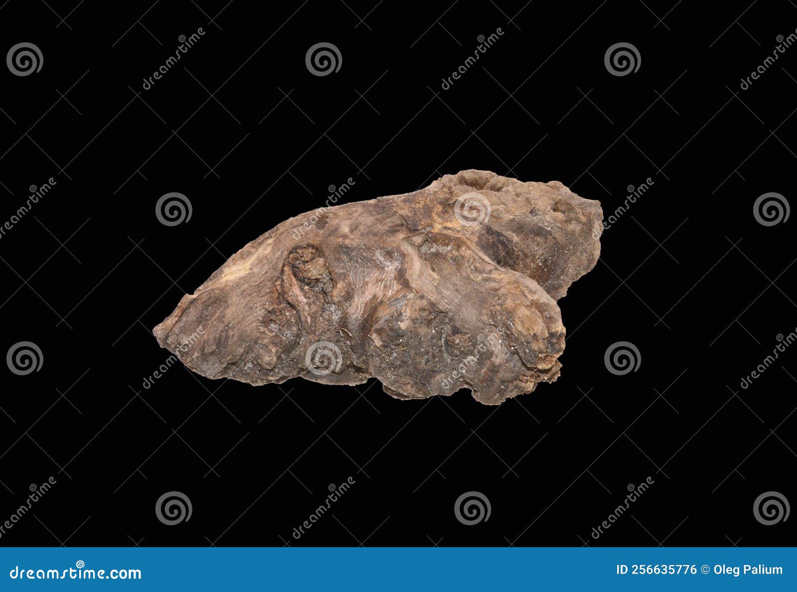 Rama Seca Aislada En Fondo Blanco Foto de archivo - Imagen de primer ...