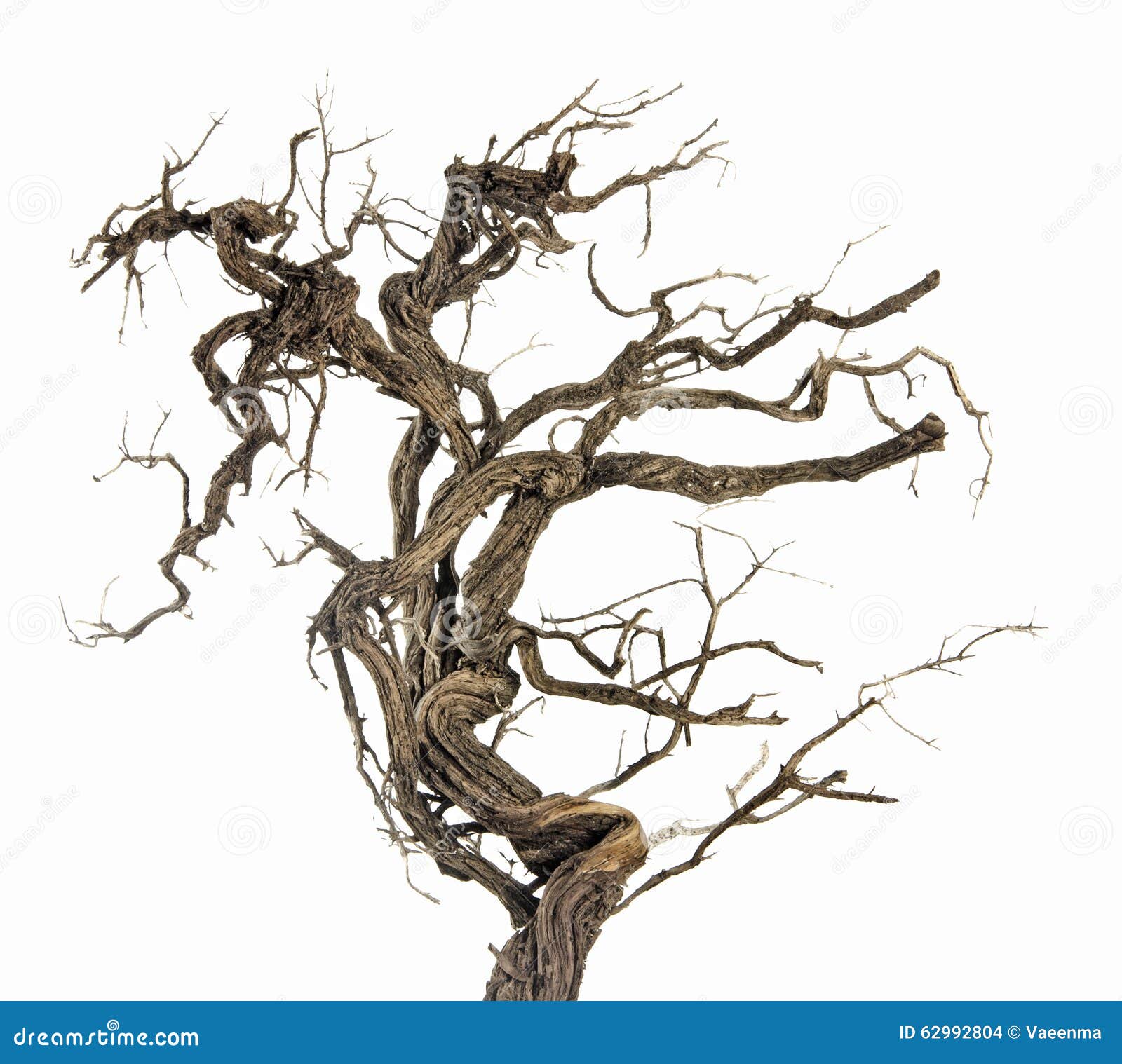 Rama seca en blanco foto de archivo. Imagen de seco, fondo - 62992804