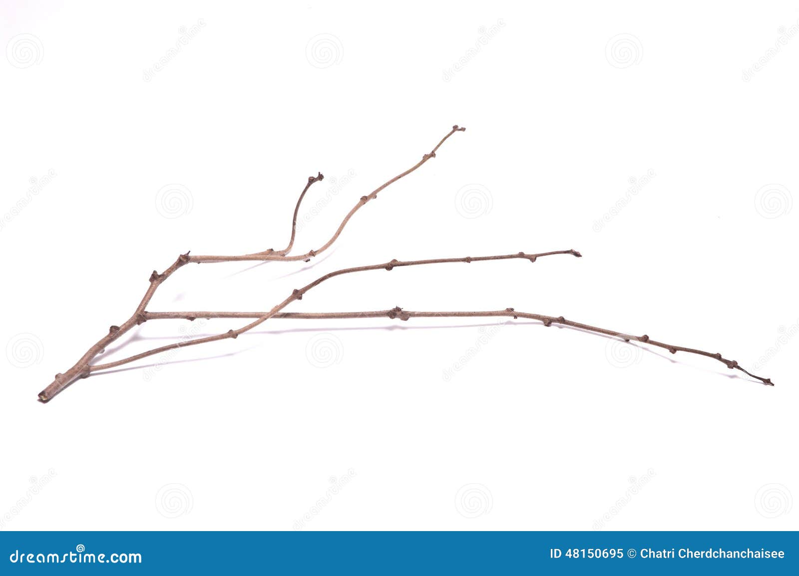 Rama Seca En El Fondo Blanco Imagen de archivo - Imagen de blanco ...