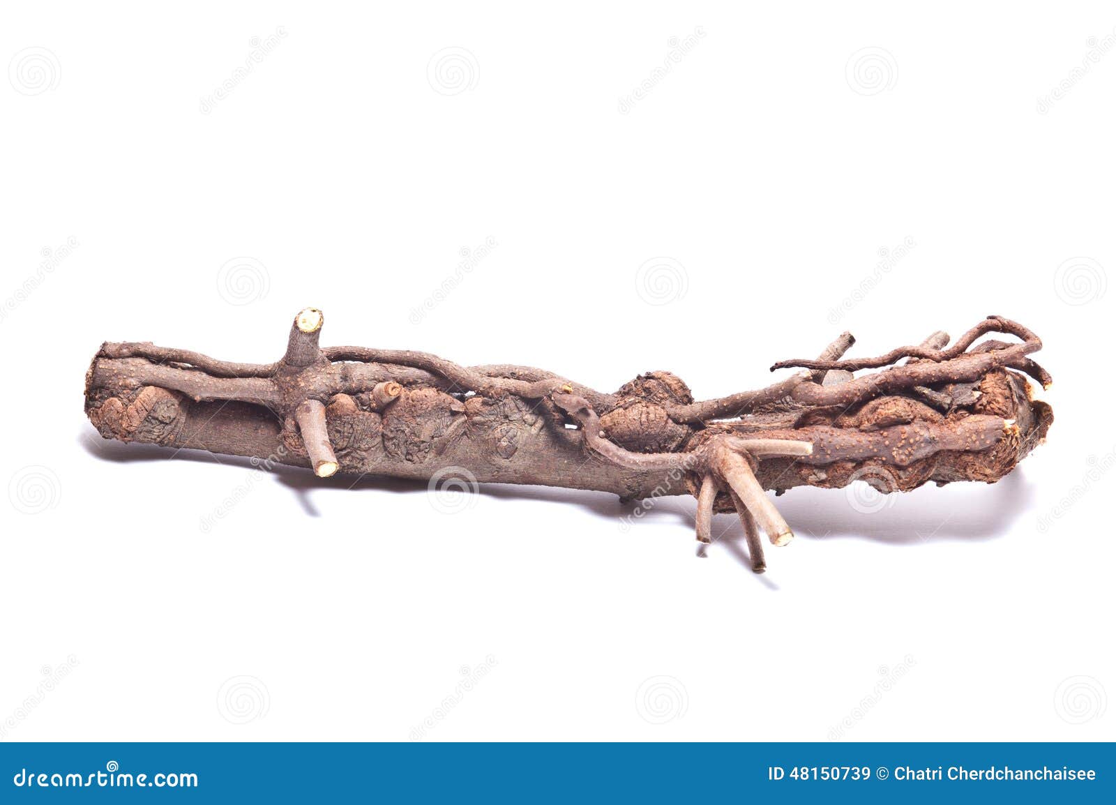 Rama Seca En El Fondo Blanco Imagen de archivo - Imagen de horizontal ...