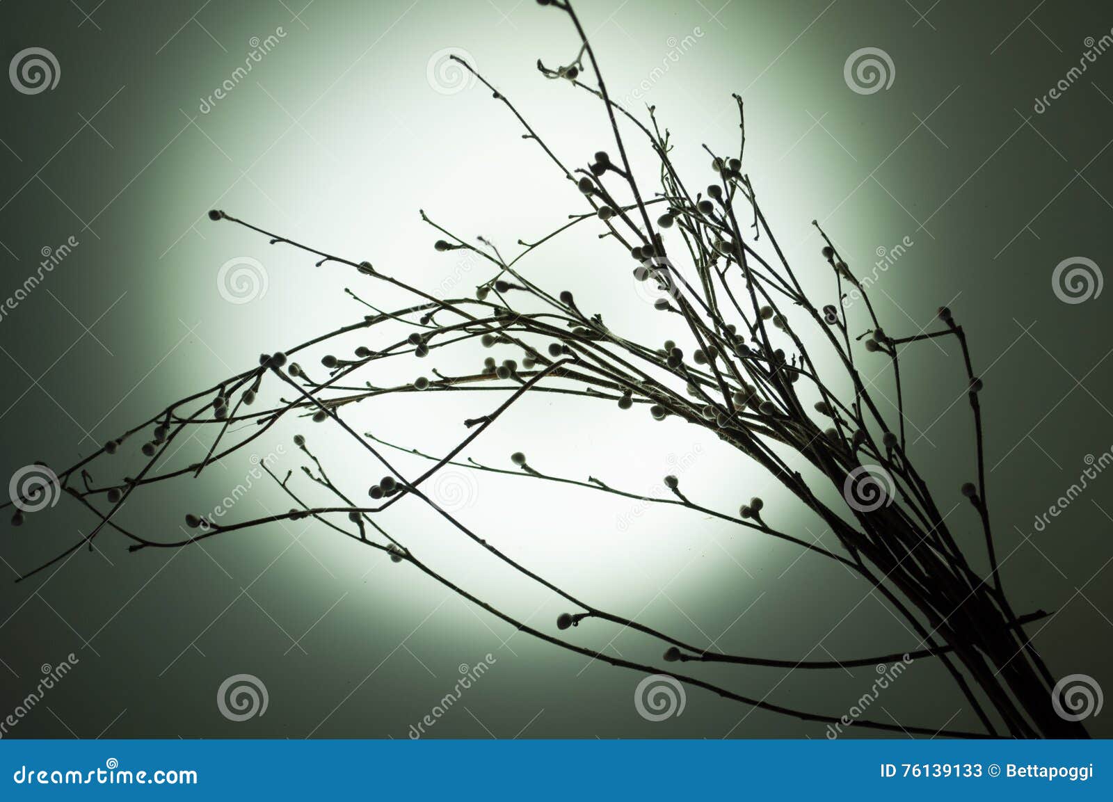 Rama seca sola imagen de archivo. Imagen de modelo, seco - 76139133