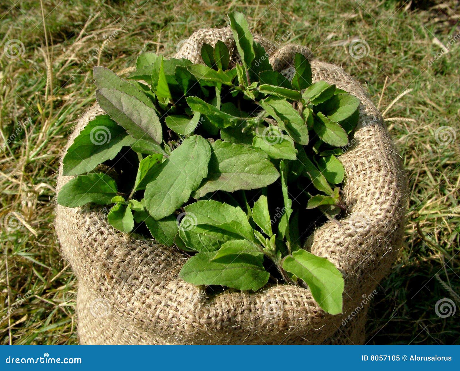 Rama Tulsi holy basil stock image. Image of herbs, asian - 8057105