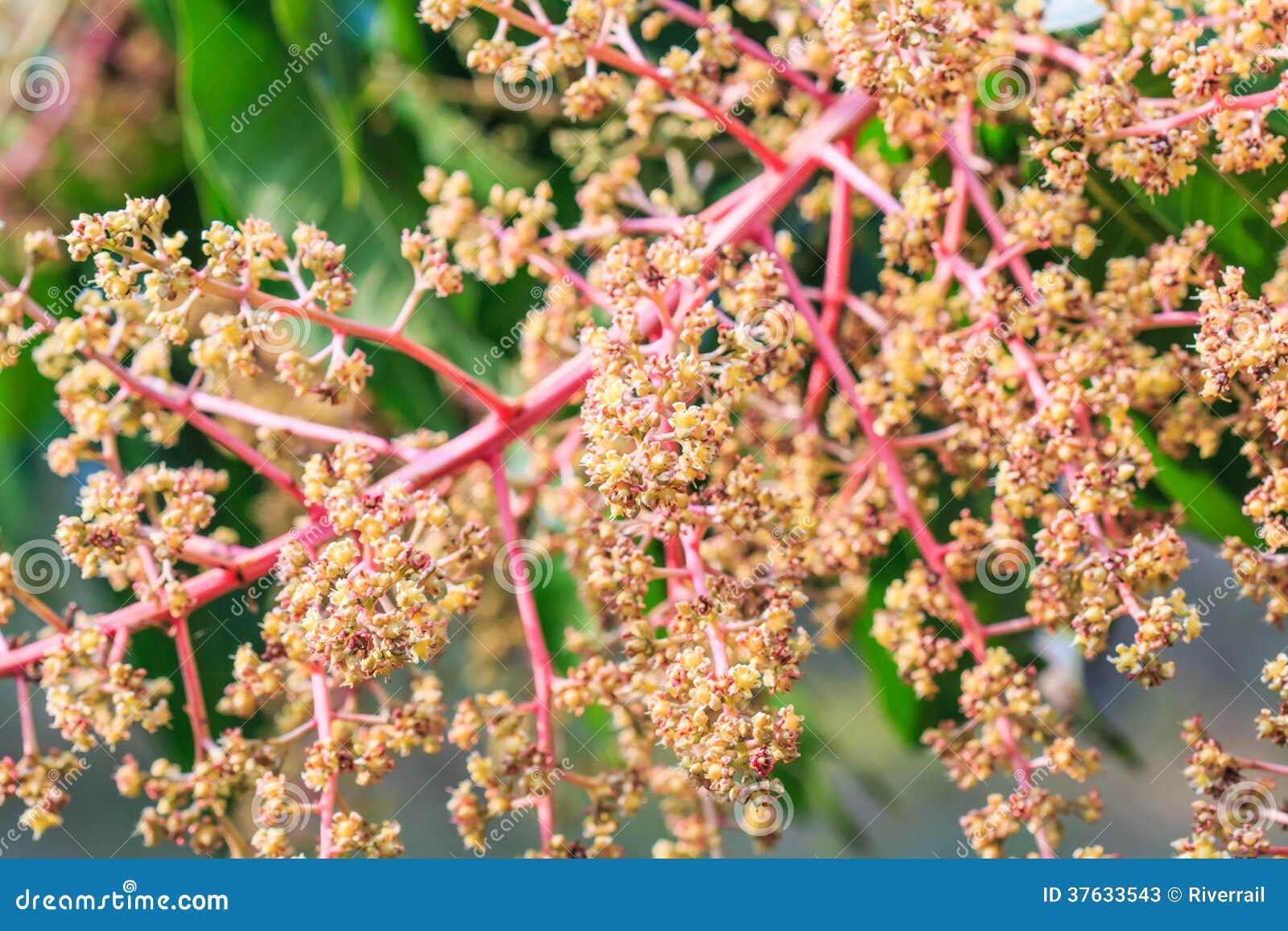 Ramalhete da flor da manga imagem de stock. Imagem de fundo - 37633543