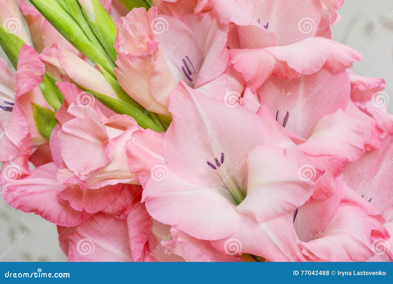 Ramalhete Dos Tipos De Flor Cor-de-rosa Foto de Stock - Imagem de flor ...