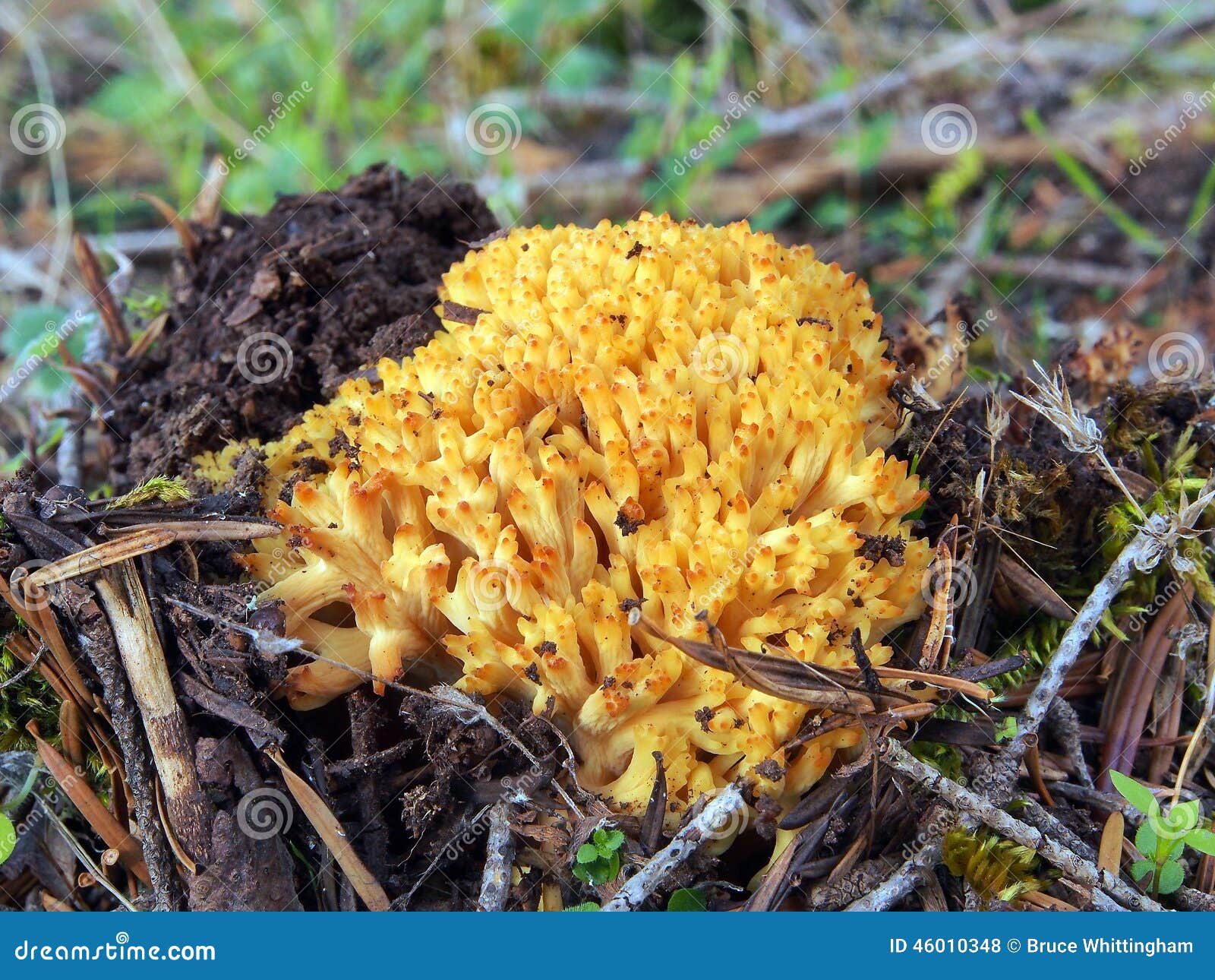 Ramaria Aurea Fungus foto de archivo. Imagen de seta - 46010348