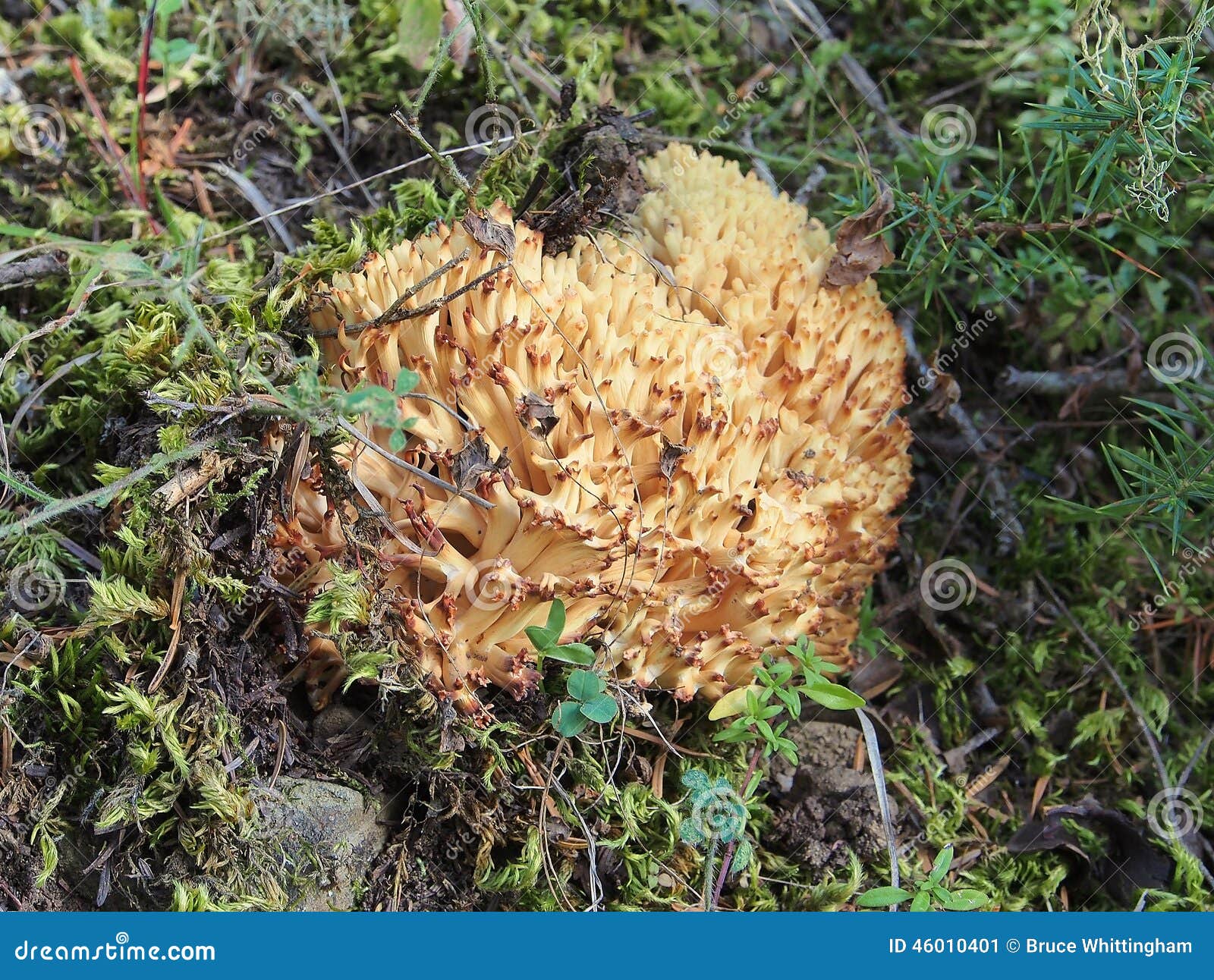 Ramaria Aurea Fungus imagen de archivo. Imagen de hongo - 46010401