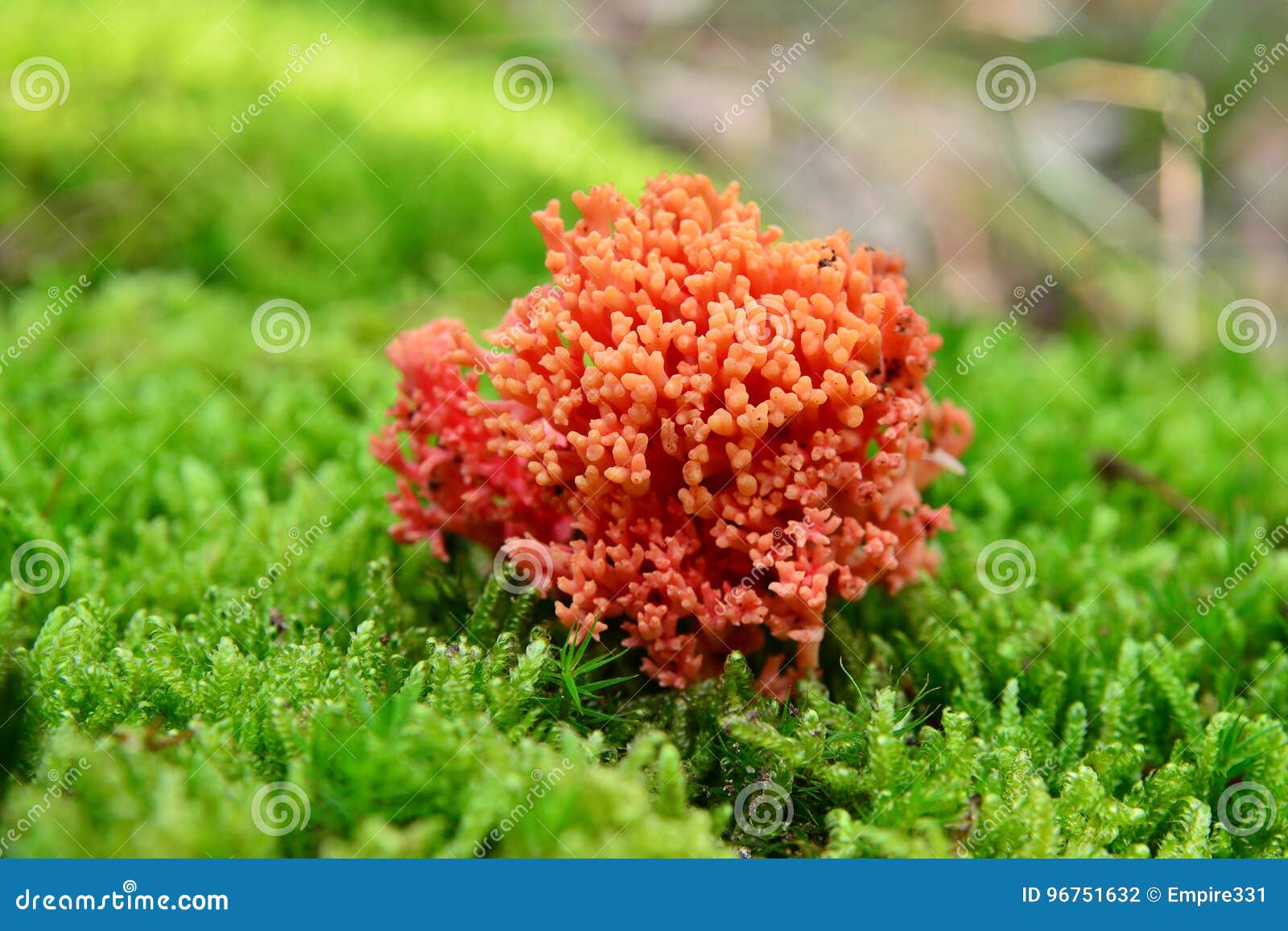 Ramaria botrytis mushroom stock photo. Image of poisonous - 96751632