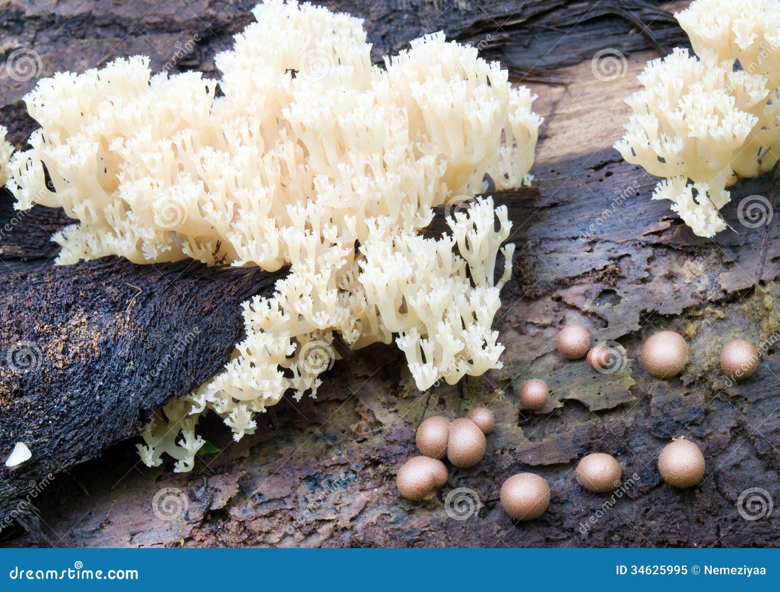 Ramaria flava Changle stock image. Image of screen, fungus - 34625995
