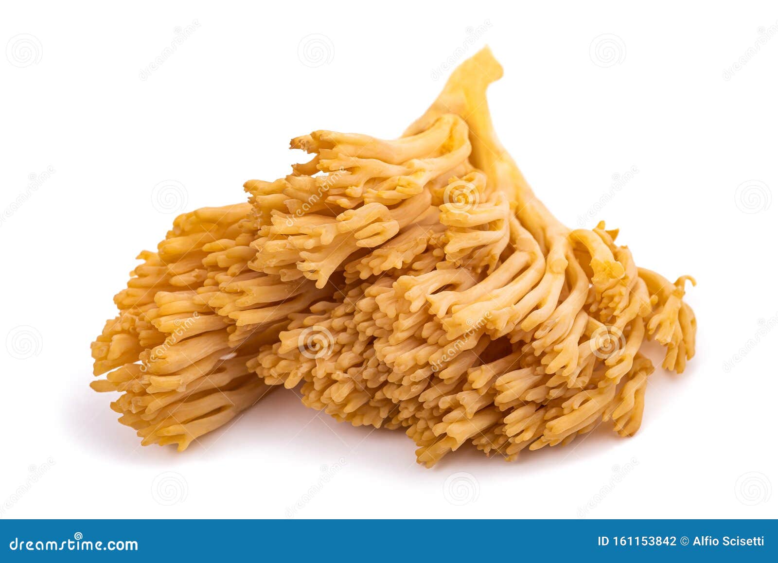 Ramaria flava stock photo. Image of clavaria, wood, golden - 161153842