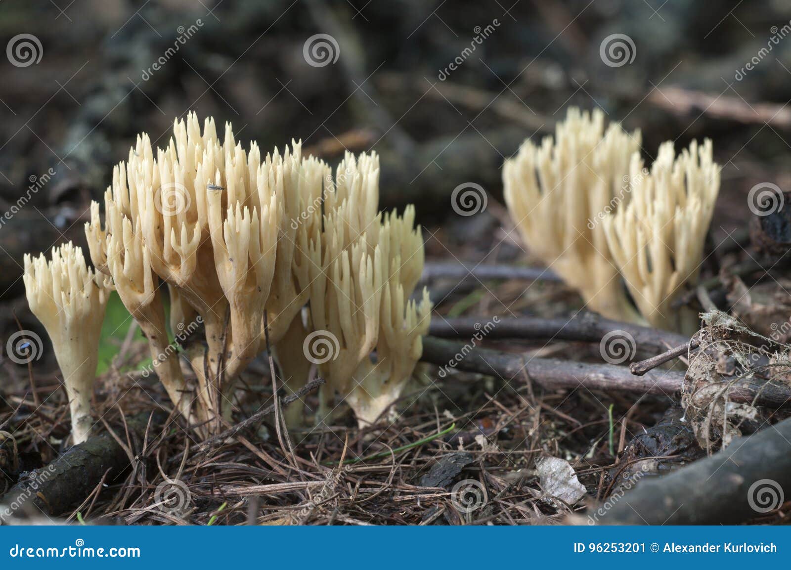 Ramaria stricta stock image. Image of wood, stump, beige - 96253201