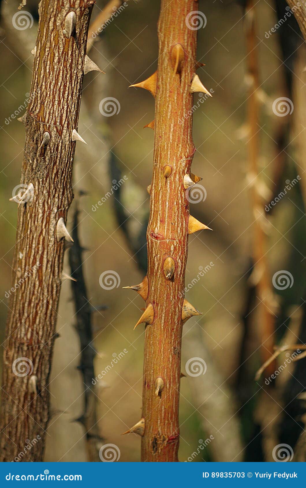 Ramas color de rosa imagen de archivo. Imagen de cubo - 89835703