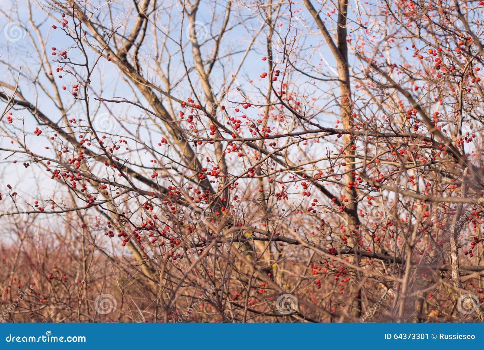 Ramas Color De Rosa Del Perro Imagen de archivo - Imagen de vitamina ...