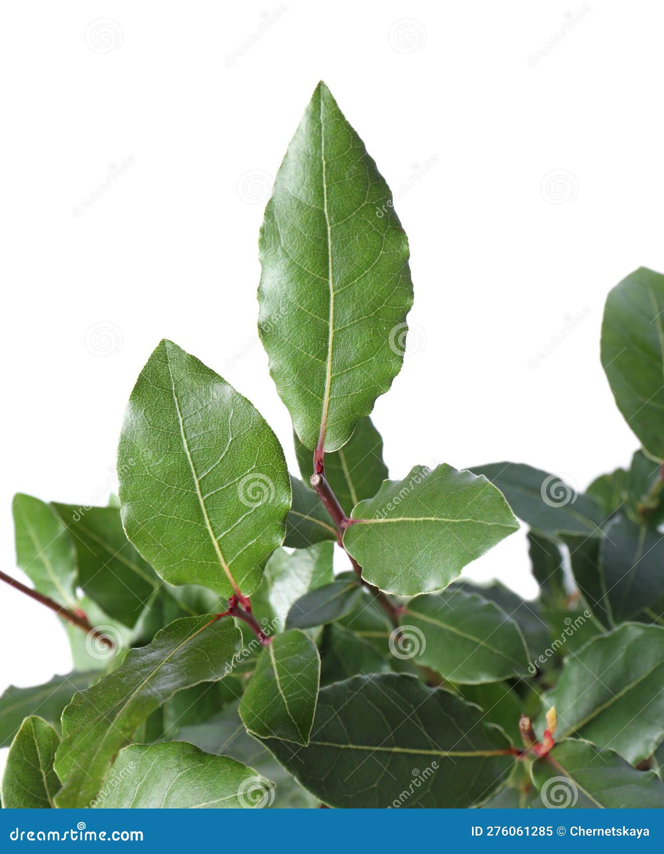 Ramas Con Hojas De Laurel Aisladas En Blanco Imagen de archivo - Imagen ...