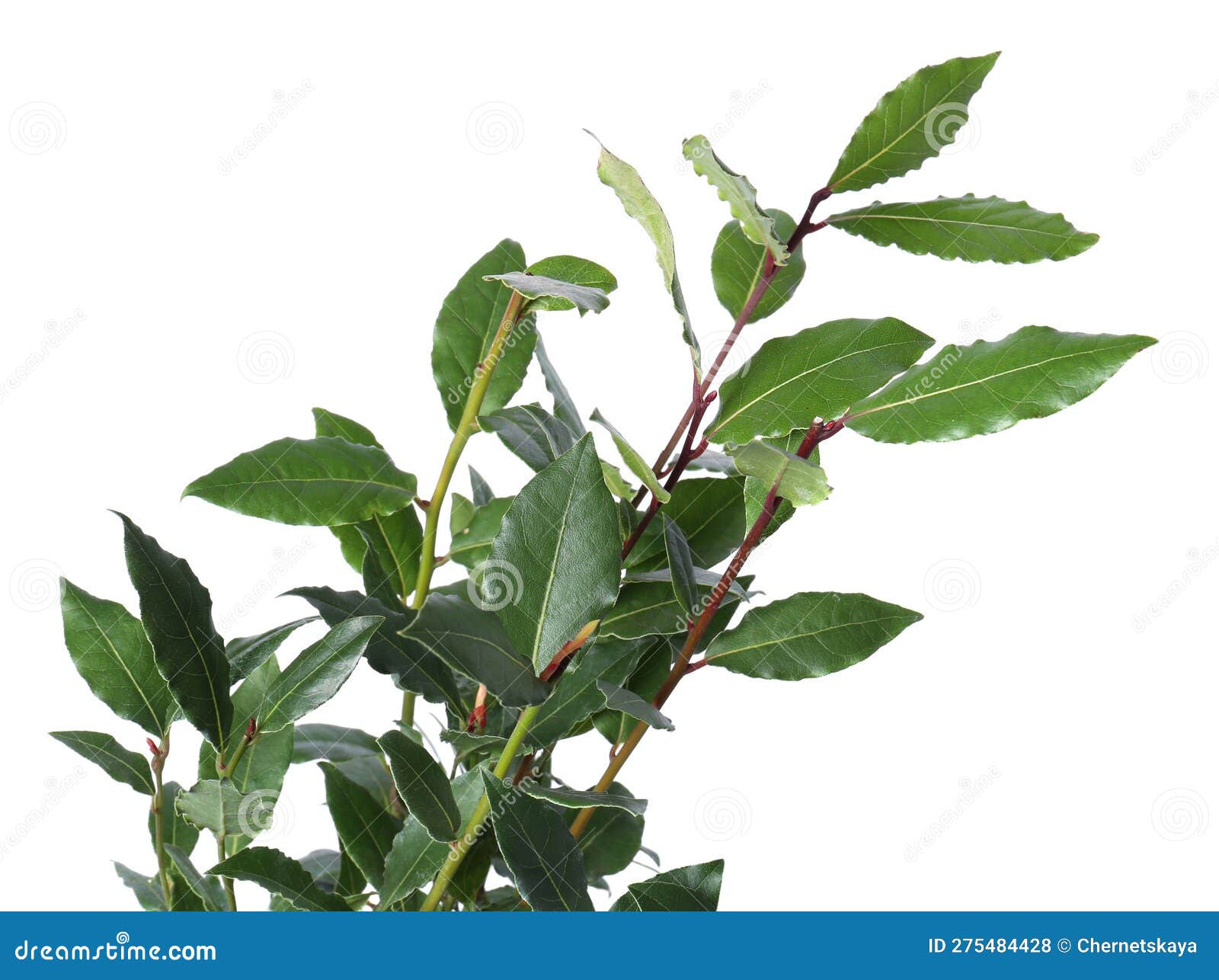 Ramas Con Hojas De Laurel Aisladas En Blanco Foto de archivo - Imagen ...