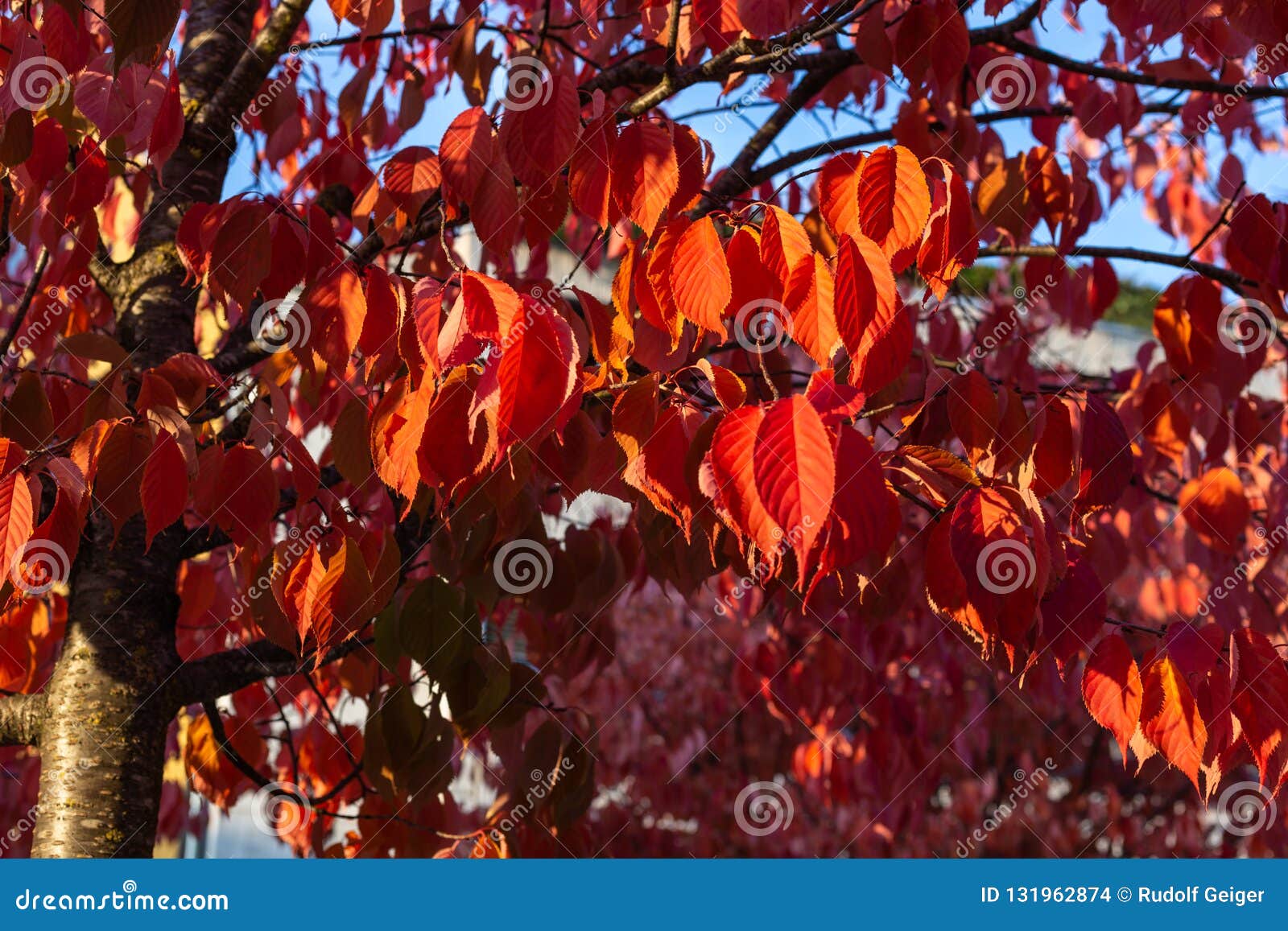 Ramas con las hojas rojas foto de archivo. Imagen de cubo - 131962874
