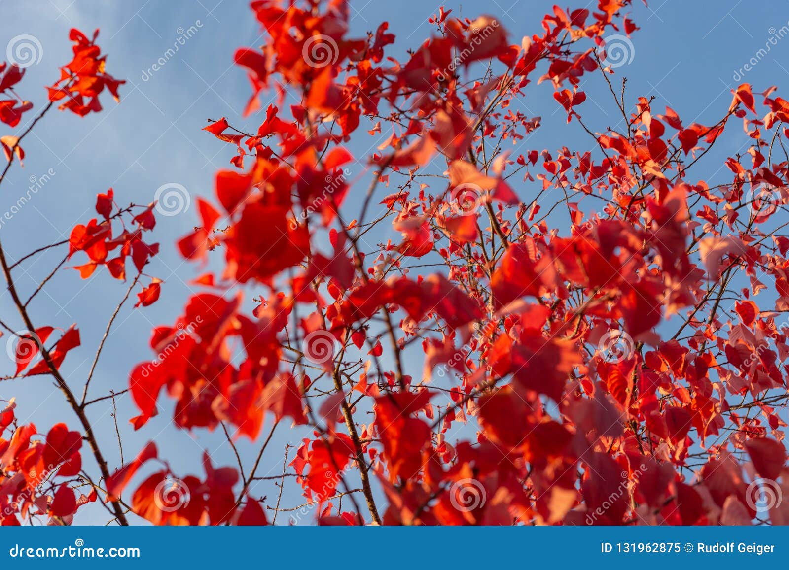 Ramas con las hojas rojas imagen de archivo. Imagen de cubo - 131962875