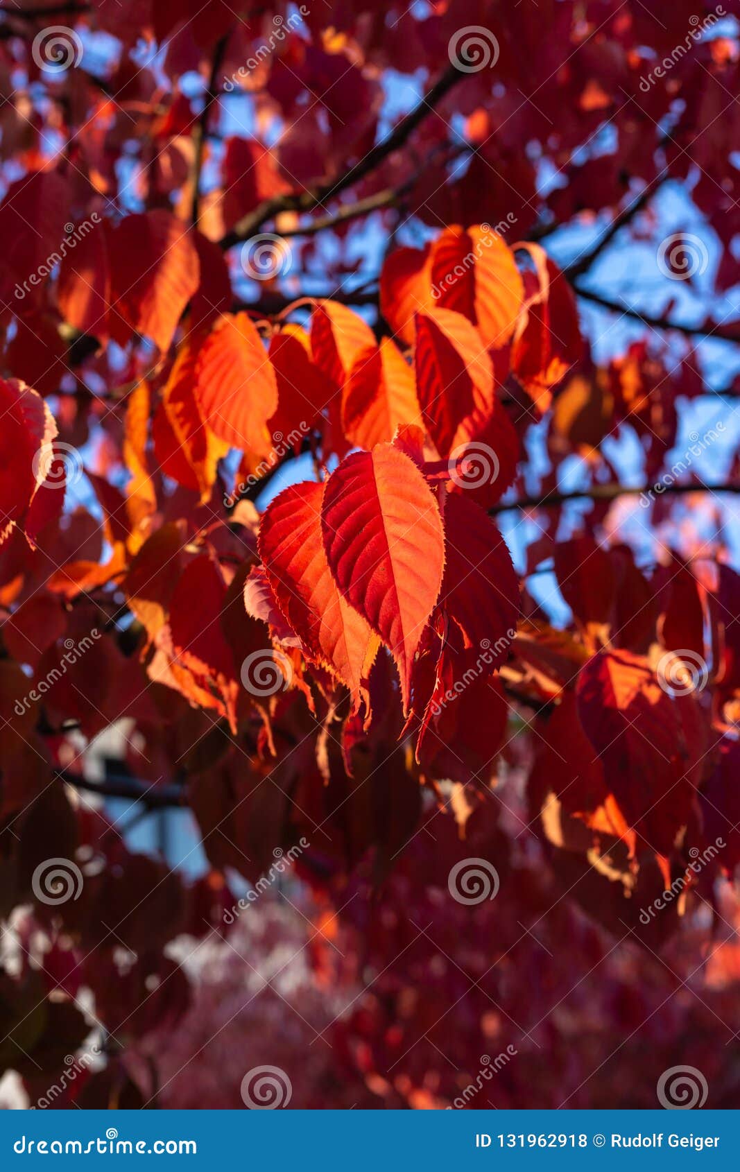 Ramas con las hojas rojas foto de archivo. Imagen de color - 131962918