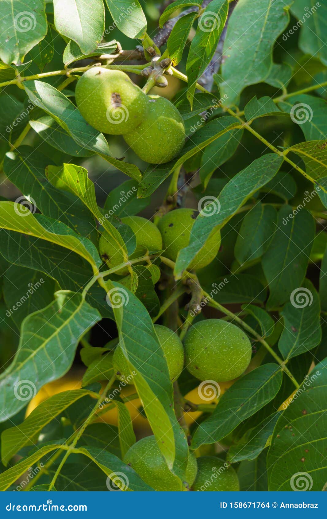 Ramas Con Nueces Verdes En Una Nuez Foto de archivo - Imagen de macro ...