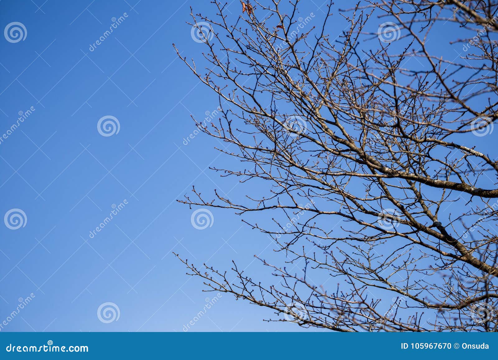 Ramas de árbol sin la hoja foto de archivo. Imagen de salvaje - 105967670