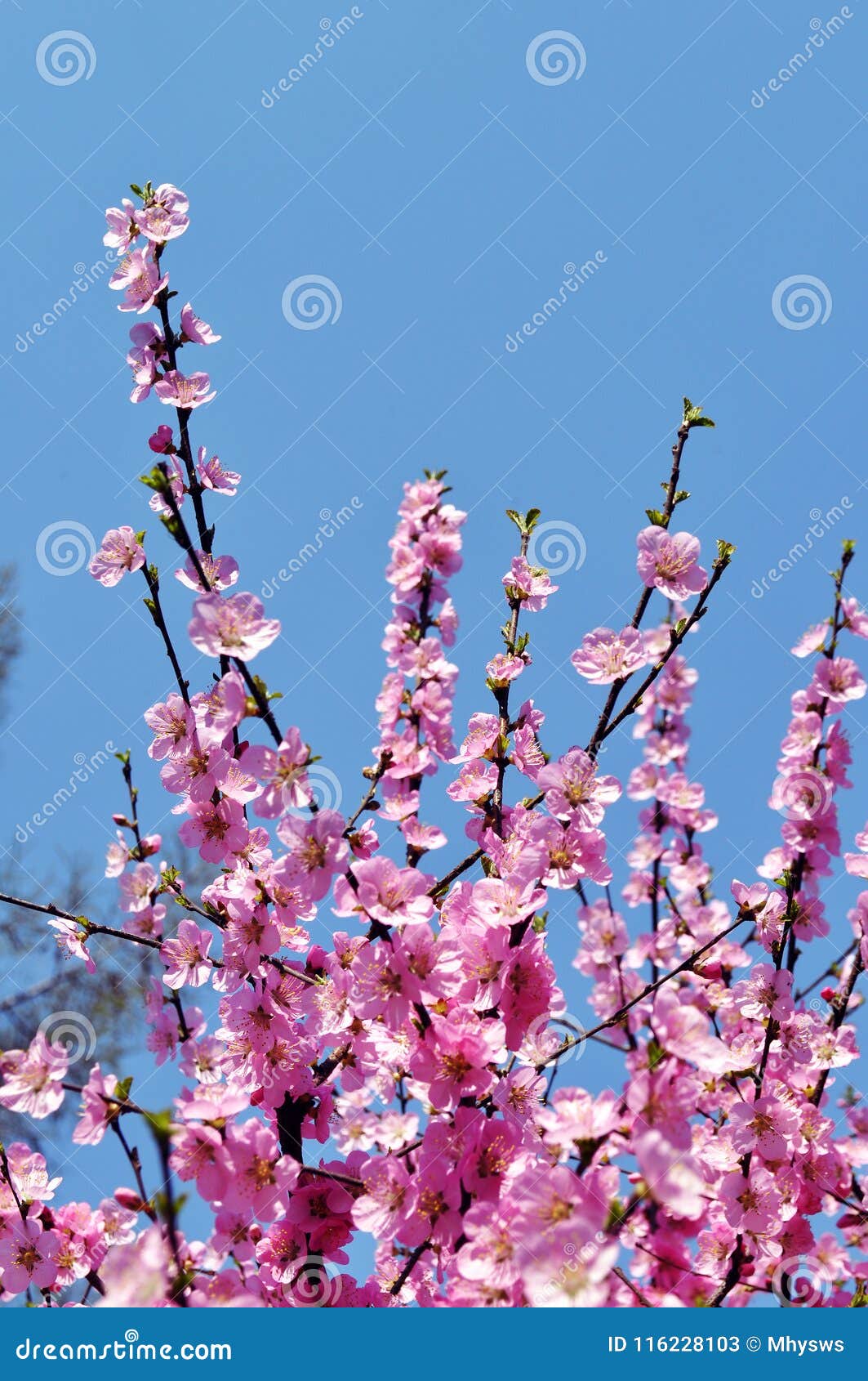Ramas de flores imagen de archivo. Imagen de flores - 116228103