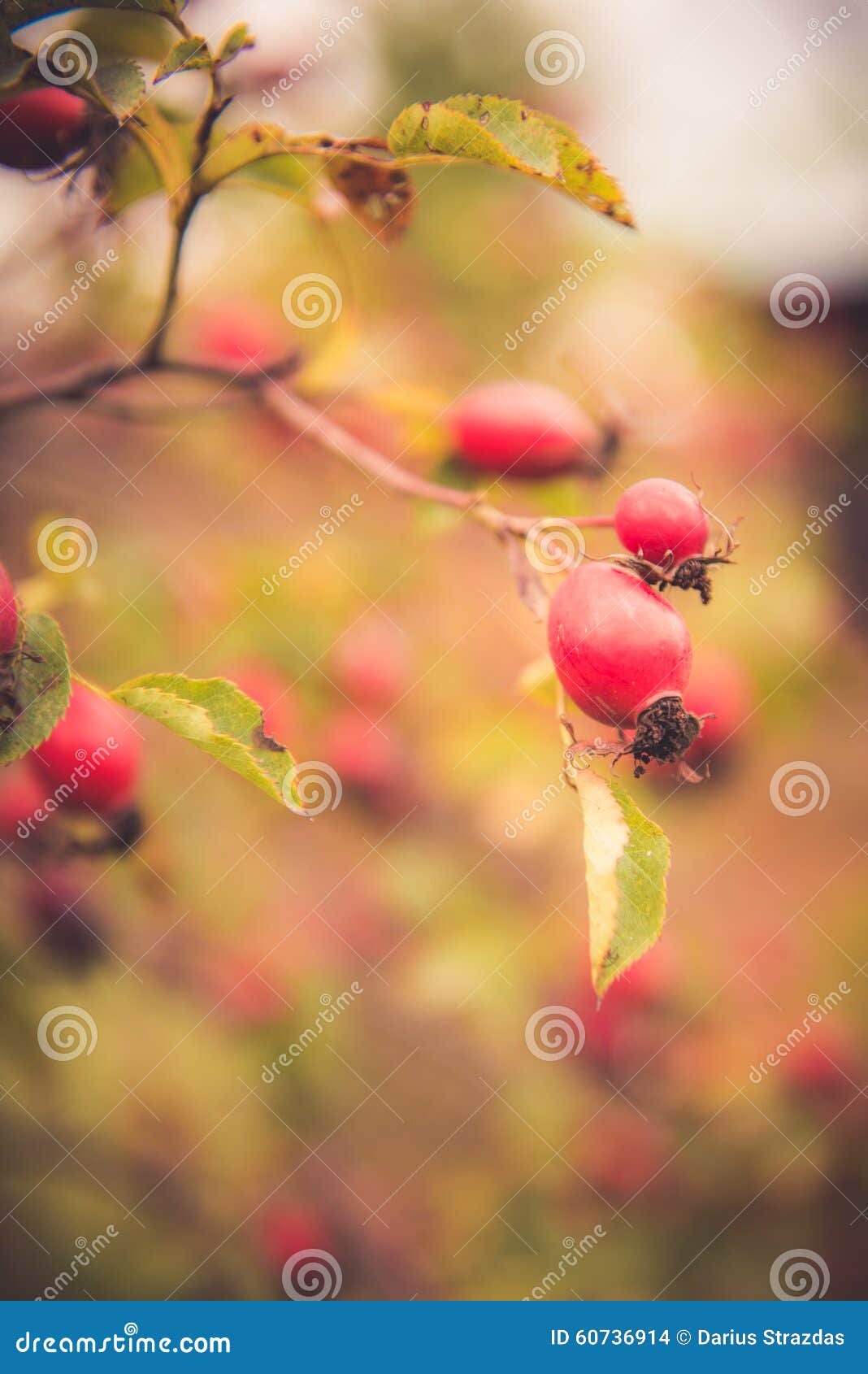 Ramas De La Cadera Color De Rosa Foto de archivo - Imagen de medicina ...