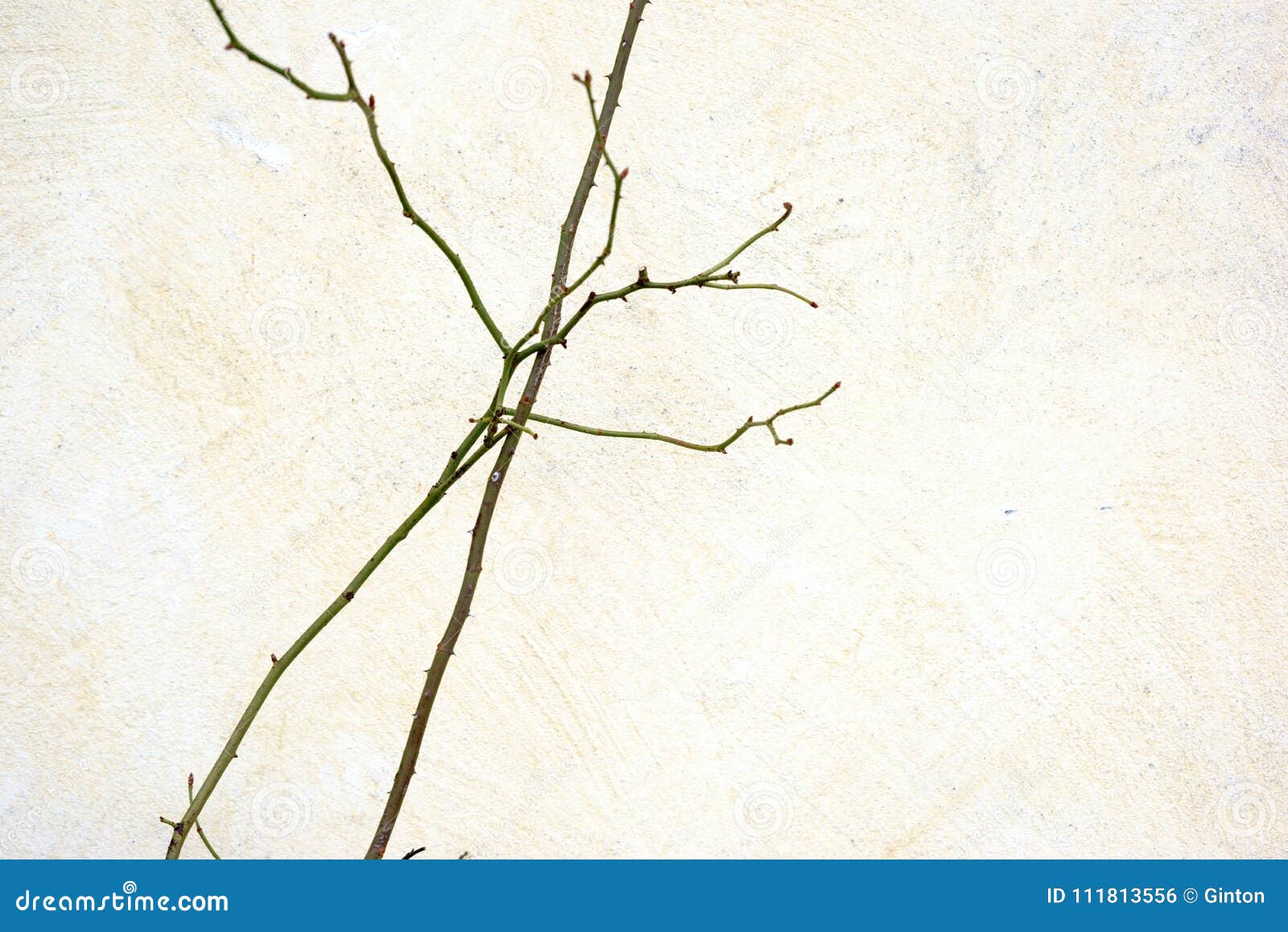 Ramas De Las Rosas En La Pared Foto de archivo - Imagen de zarcillo ...