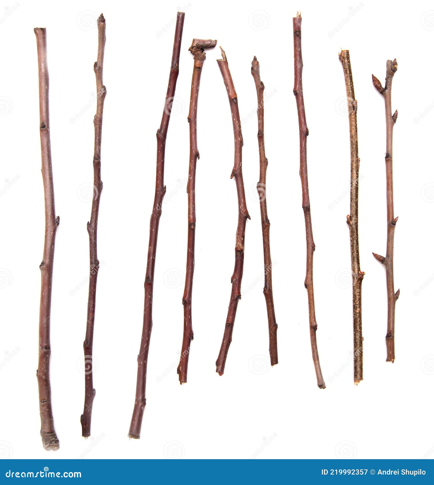 Ramas De Madera Aisladas Sobre Un Blanco Imagen de archivo - Imagen de ...
