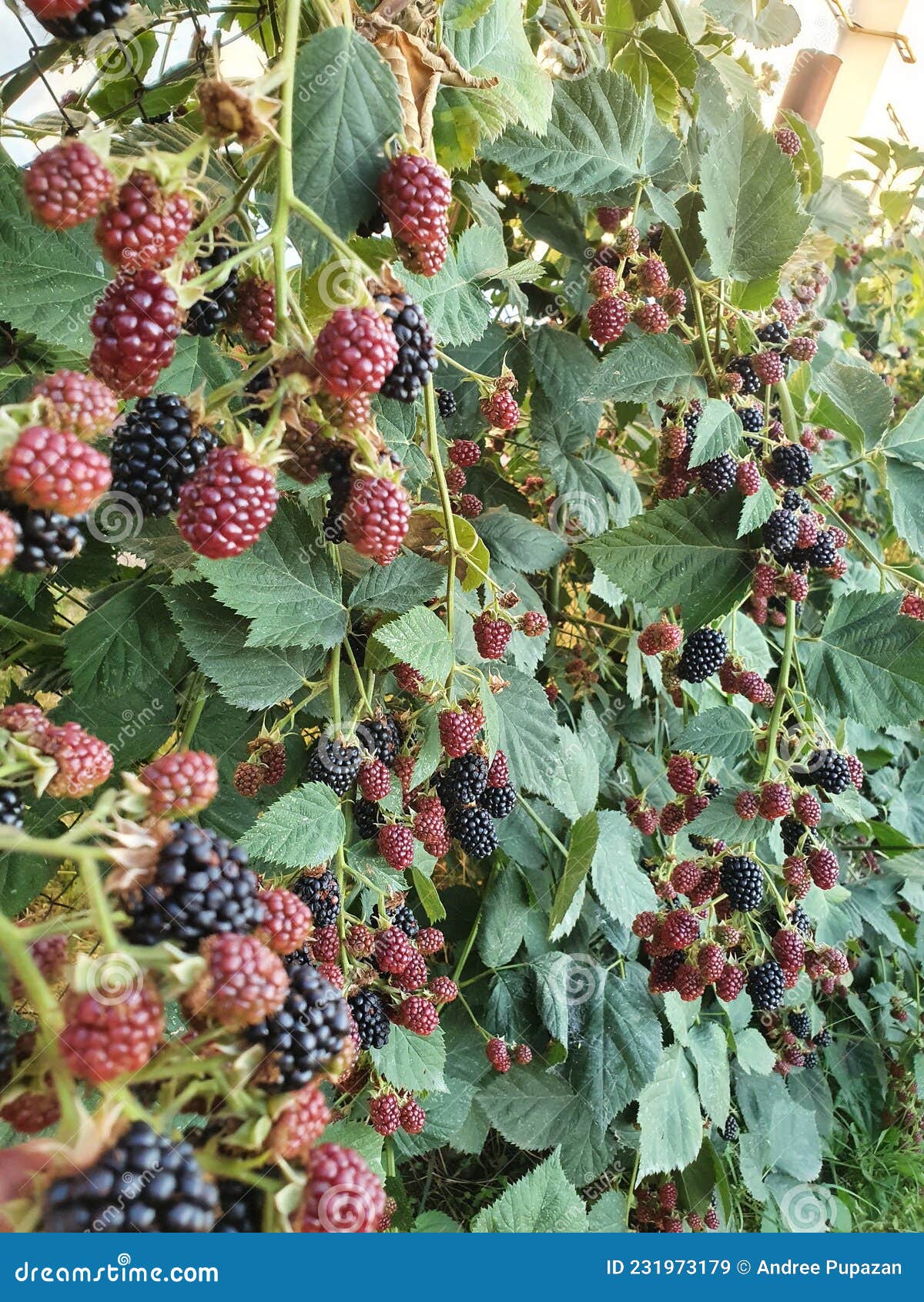 Ramas de mora madura imagen de archivo. Imagen de zarzamoras - 231973179