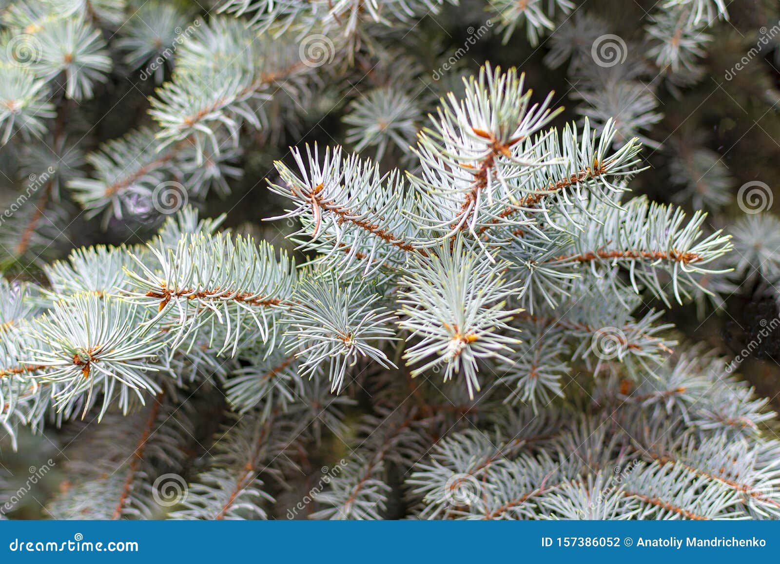 Ramas de pino azul foto de archivo. Imagen de textura - 157386052