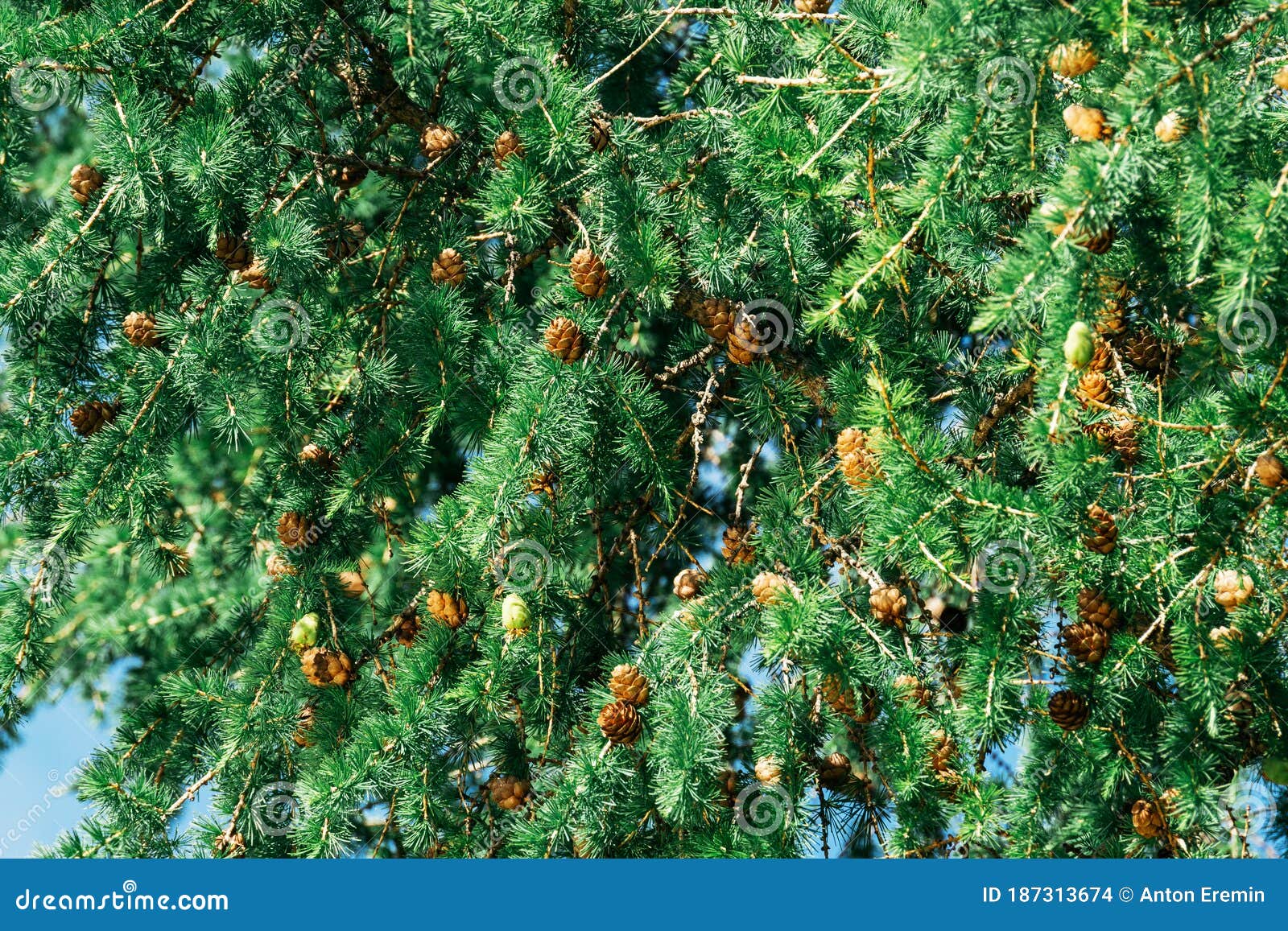 Ramas De Pino Con Conos En Verano Foto de archivo - Imagen de macro ...