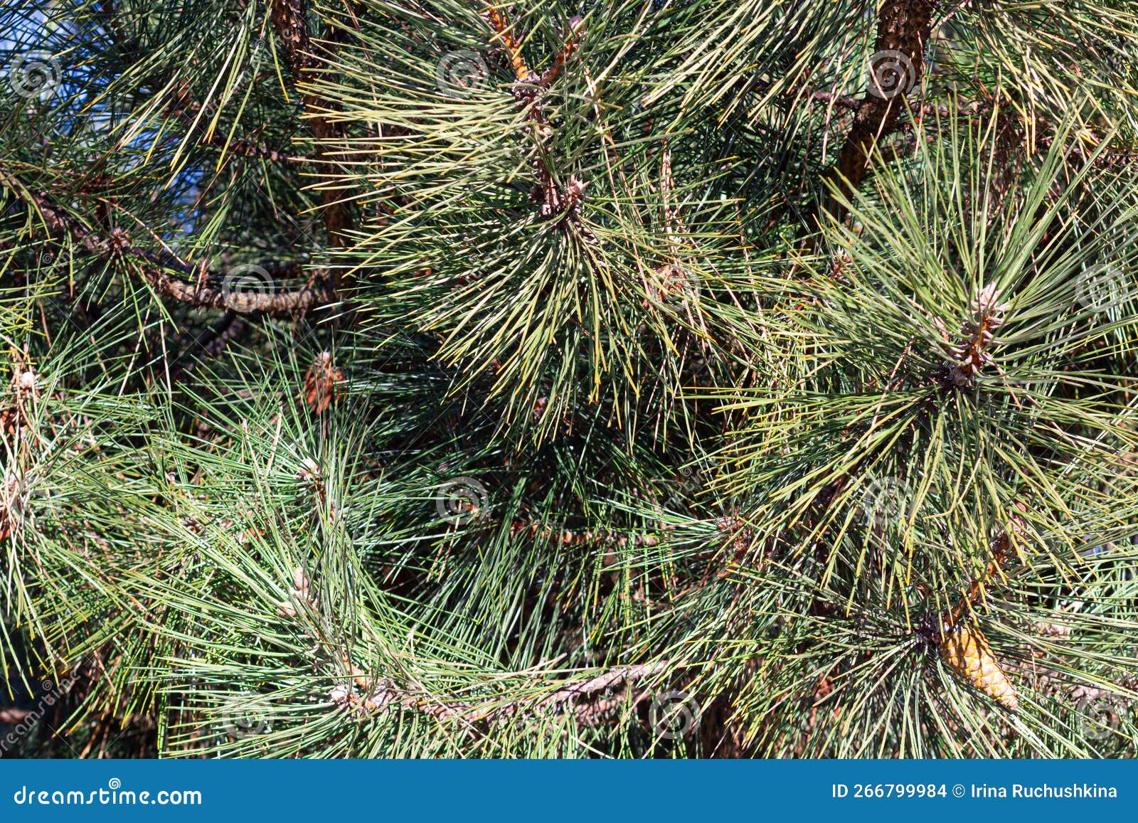 Ramas De Pino Con Conos. Fondo De Ramas De Pino Foto de archivo ...