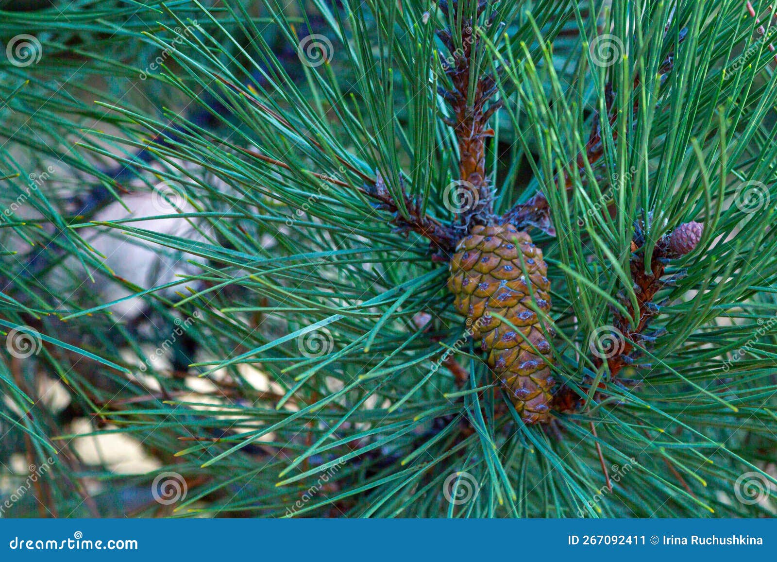Ramas De Pino Con Conos. Fondo De Ramas De Pino Imagen de archivo ...