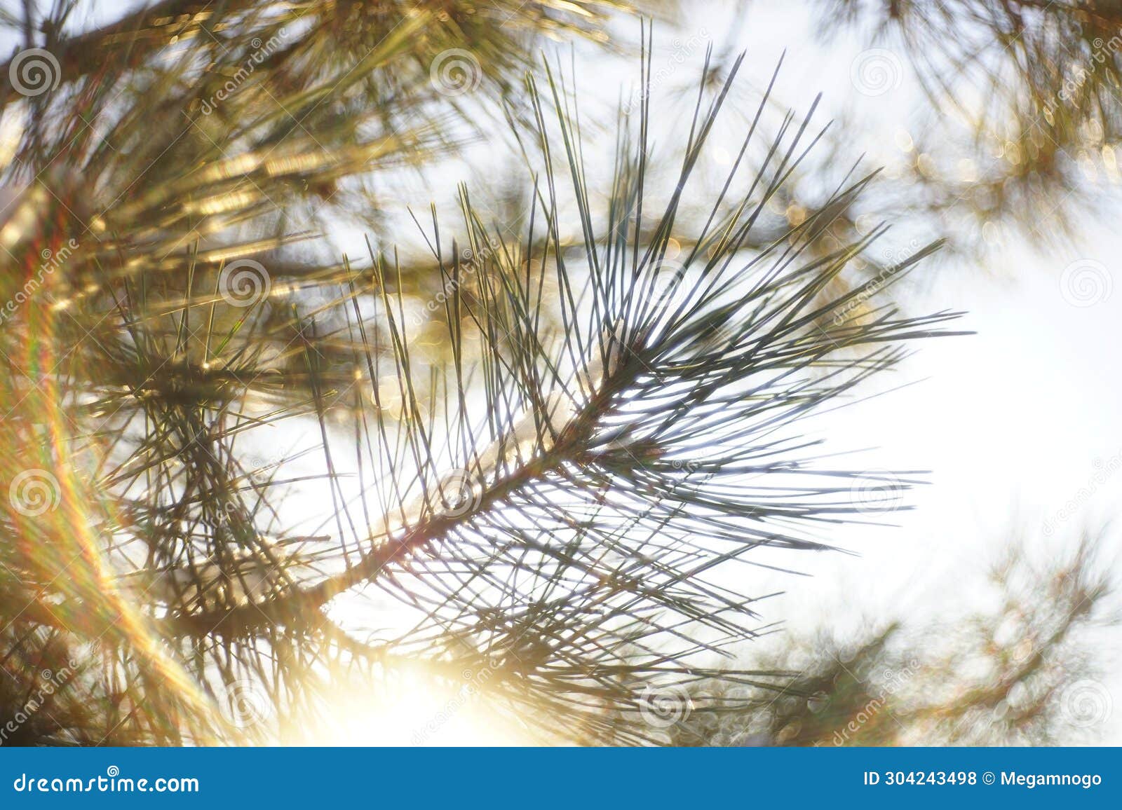 Ramas De Pinos Cerradas Con Rayos Solares Foto de archivo - Imagen de ...