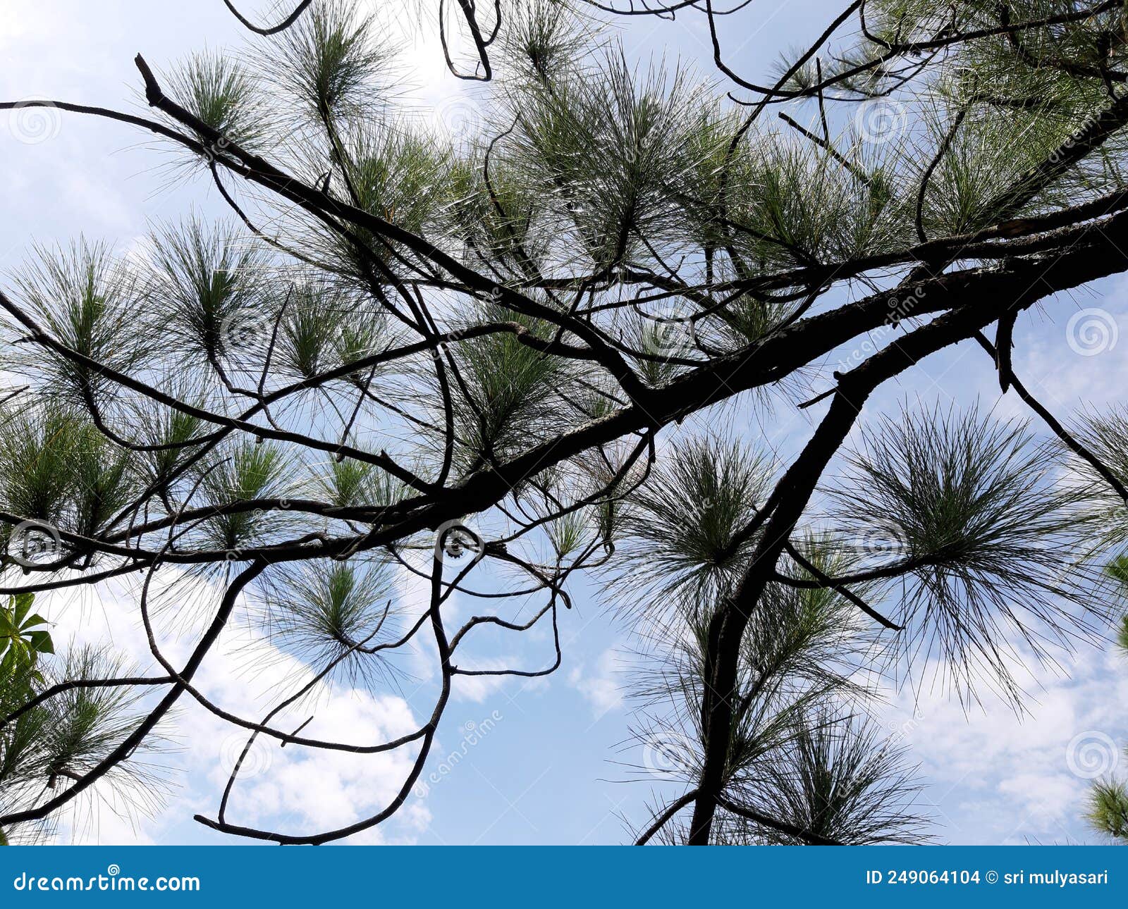 Ramas De Pinos Tan Hermosas Foto de archivo - Imagen de pino, hierba ...