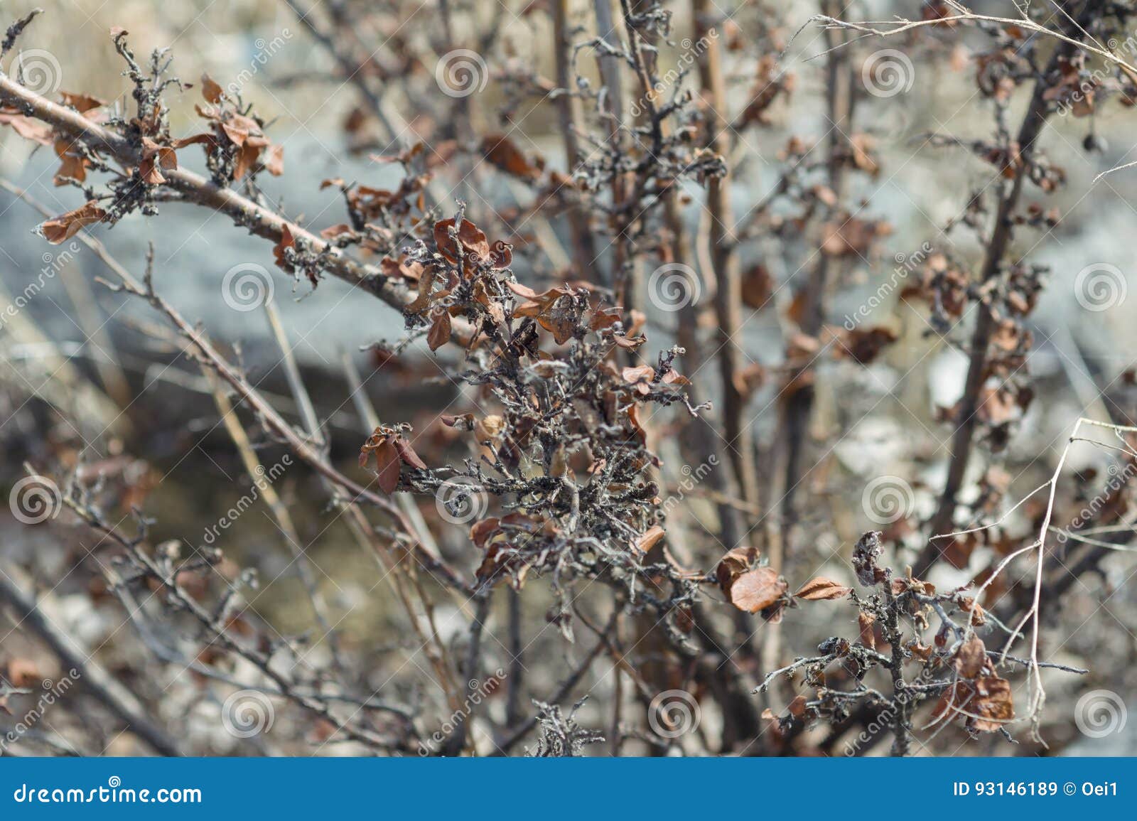 Ramas De Un Arbusto Muerto Con Las Hojas Secadas Imagen de archivo ...