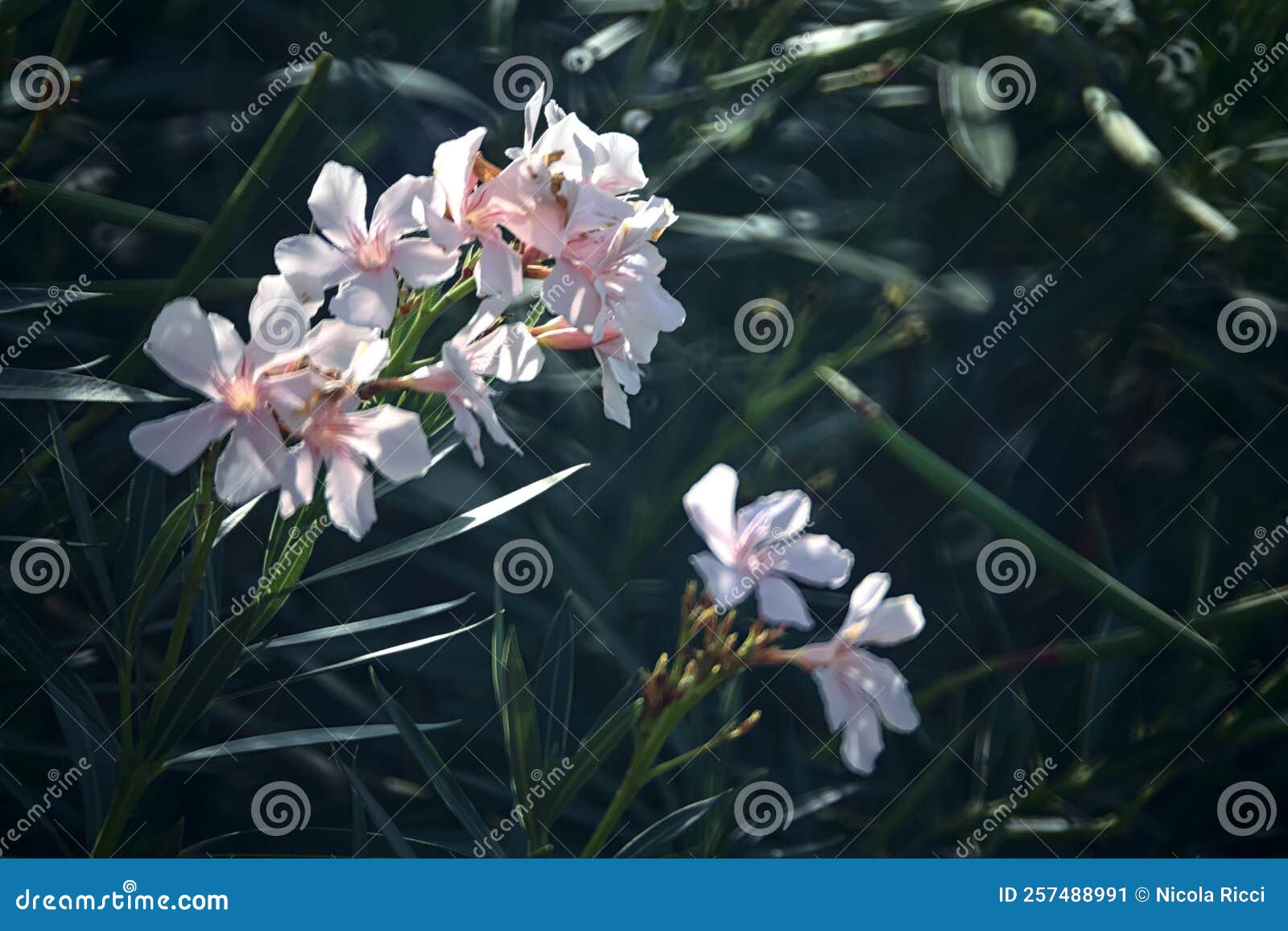 Ramas De Un Oleandro Rosado En Flor Imagen de archivo - Imagen de ...