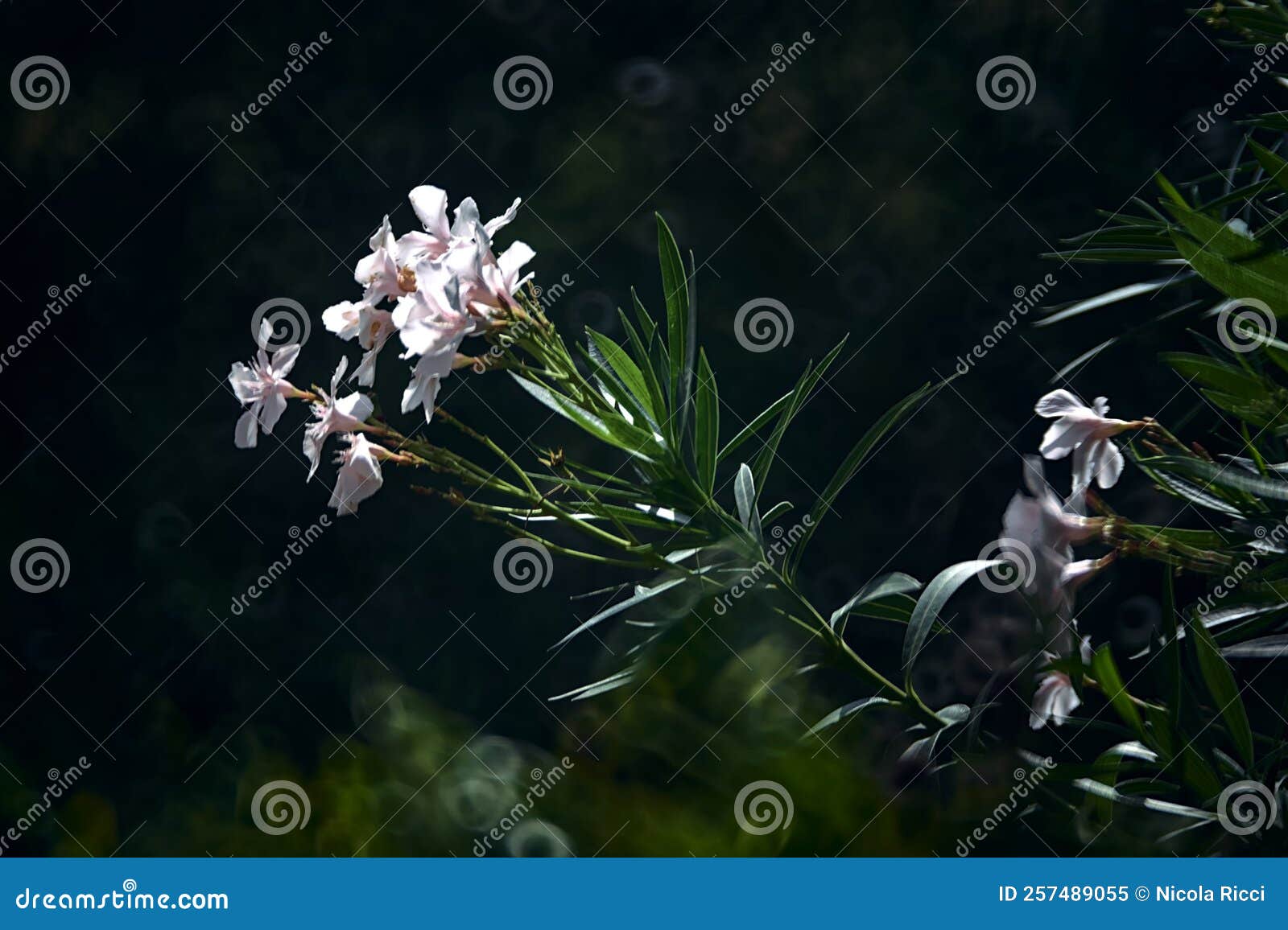 Ramas De Un Oleandro Rosado En Flor Imagen de archivo - Imagen de ...