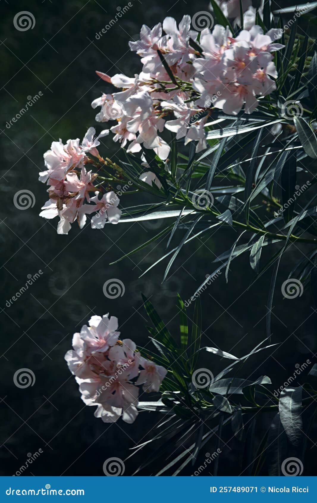 Ramas De Un Oleandro Rosado En Flor Imagen de archivo - Imagen de ...