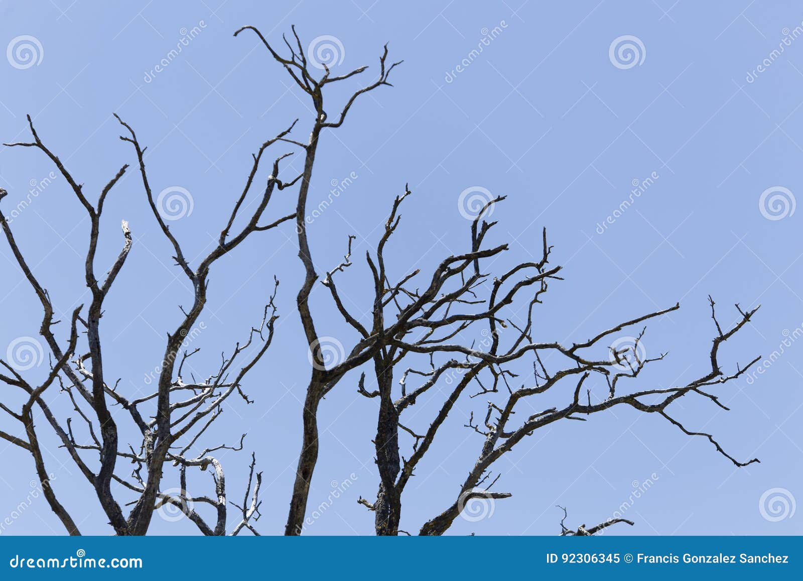 Ramas De Una Nuez Seca Con El Fondo Del Cielo Imagen de archivo ...
