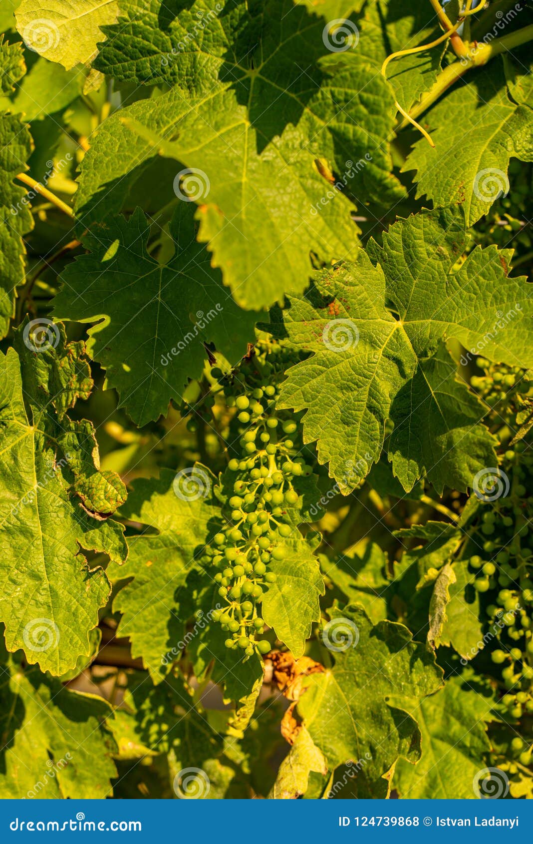 Ramas de uvas foto de archivo. Imagen de azul, rural - 124739868