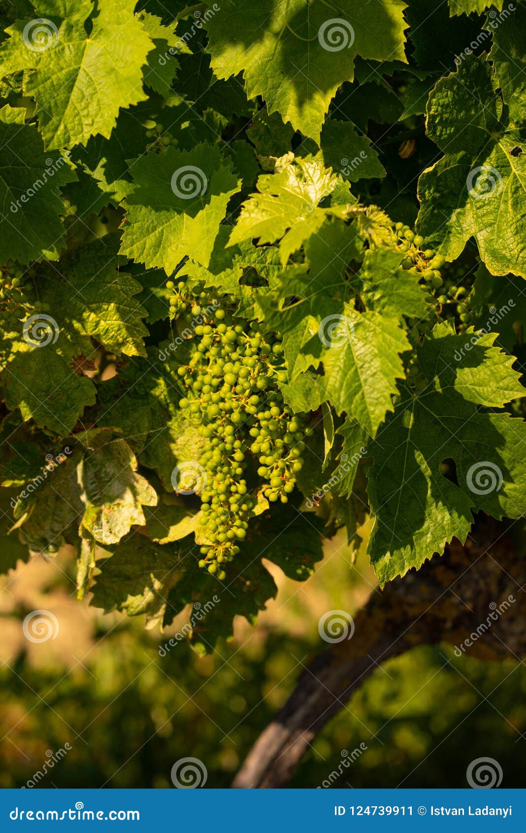 Ramas de uvas imagen de archivo. Imagen de fondo, verano - 124739911