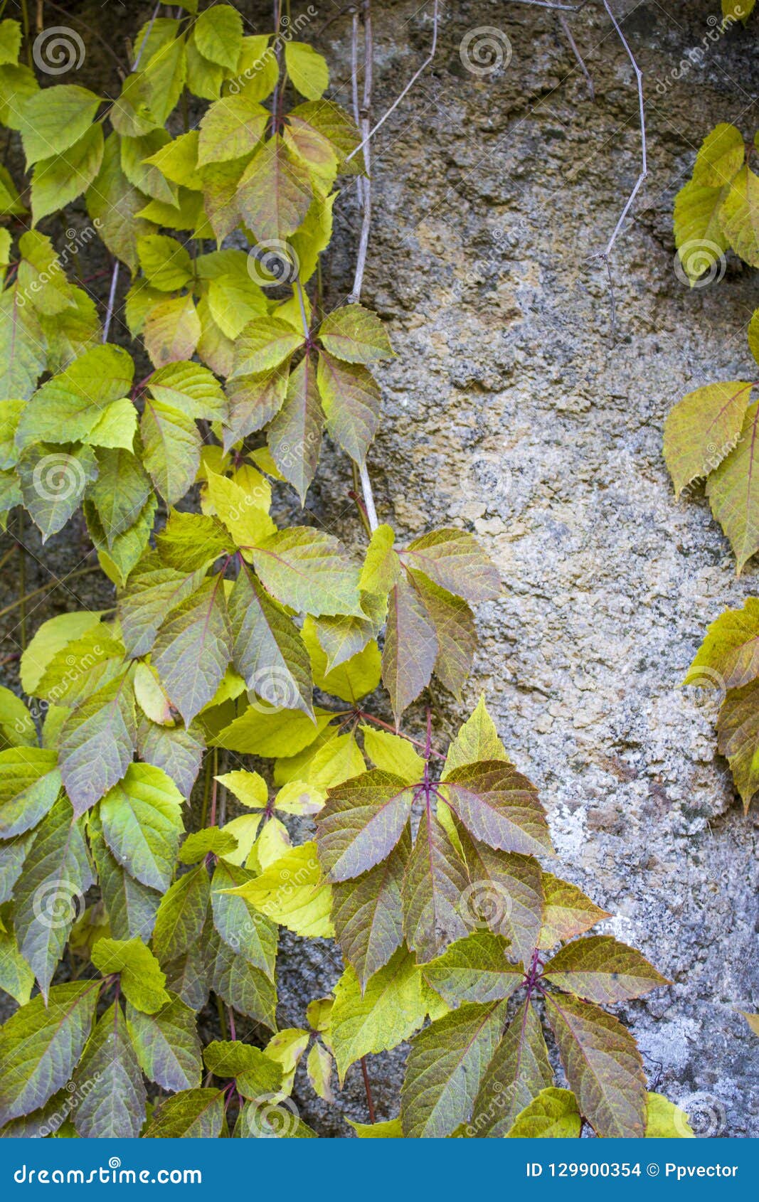 Ramas de uvas salvajes foto de archivo. Imagen de bosque - 129900354