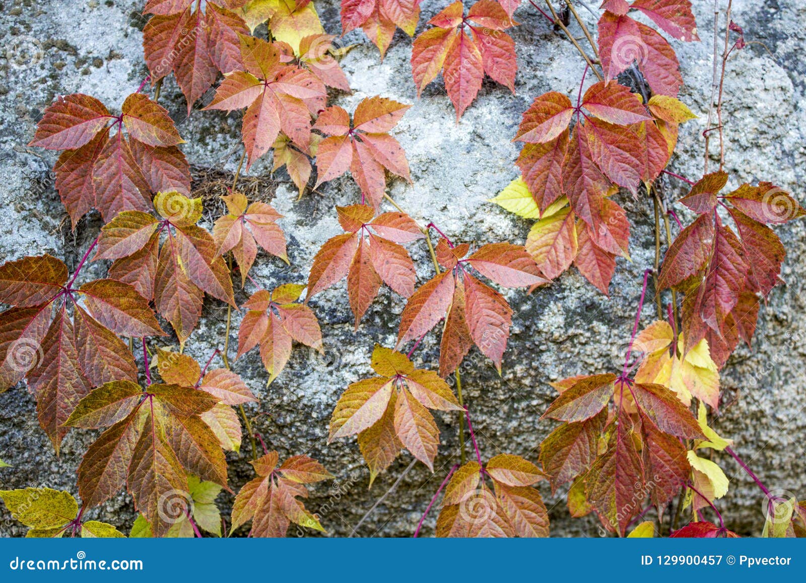 Ramas de uvas salvajes imagen de archivo. Imagen de primer - 129900457