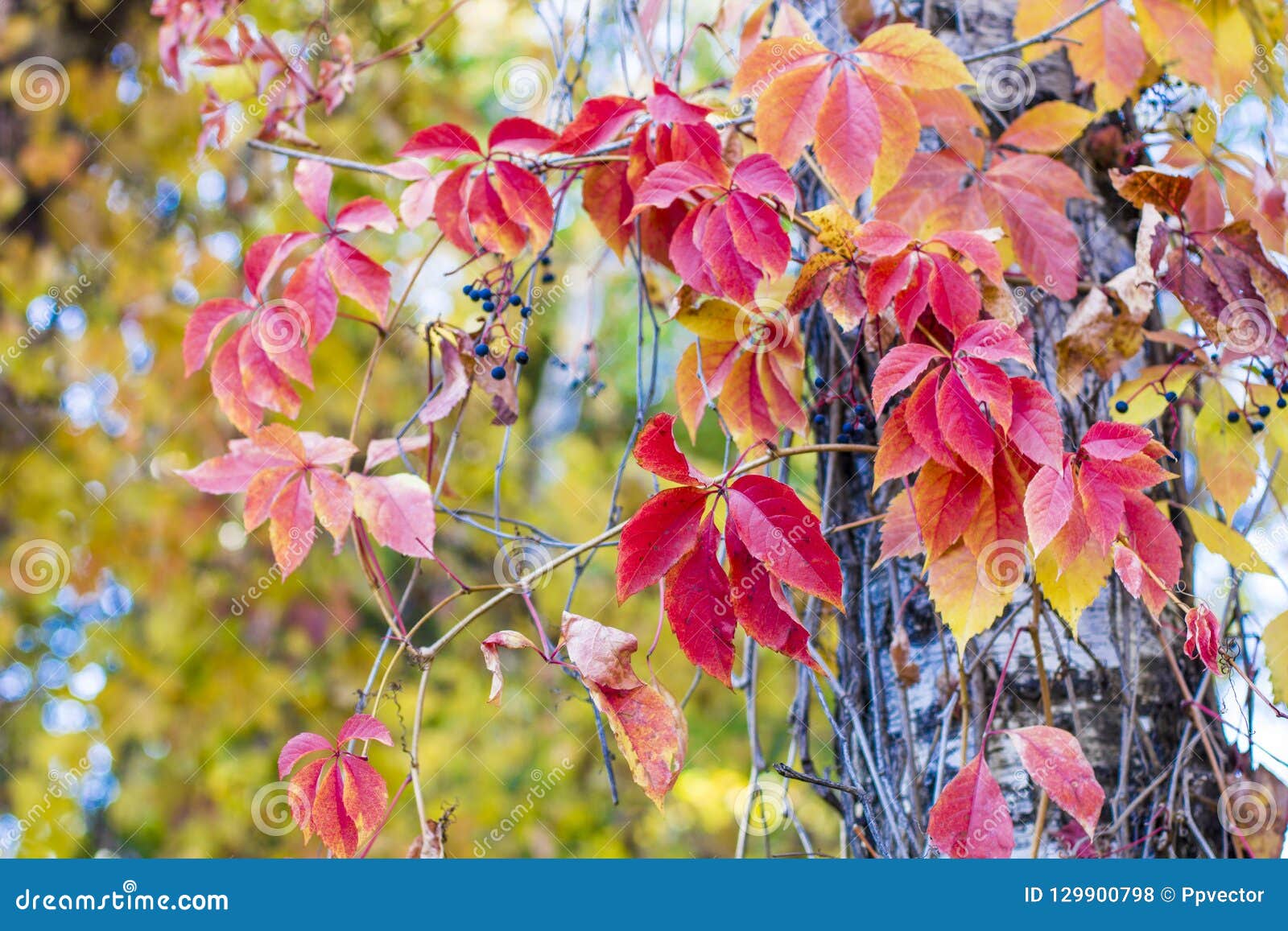 Ramas de uvas salvajes foto de archivo. Imagen de modelo - 129900798