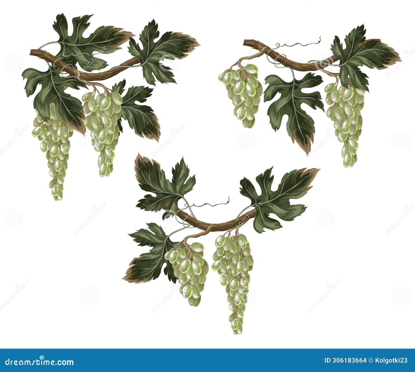 Ramas De Uvas Verdes Aisladas. Vector. Ilustración del Vector ...